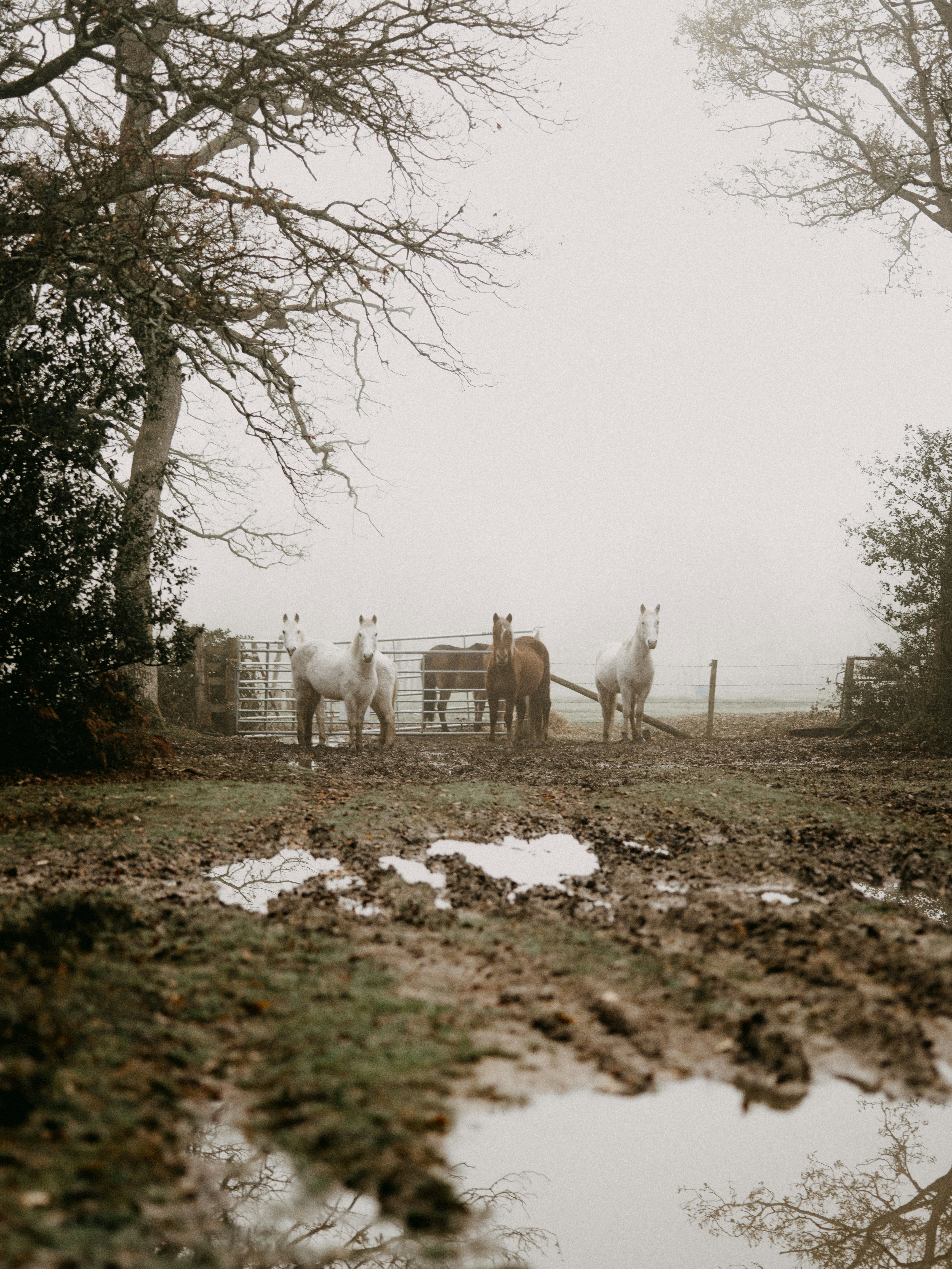 Herd at Dusk: Five Horses Meet by a Muddy Farmyard