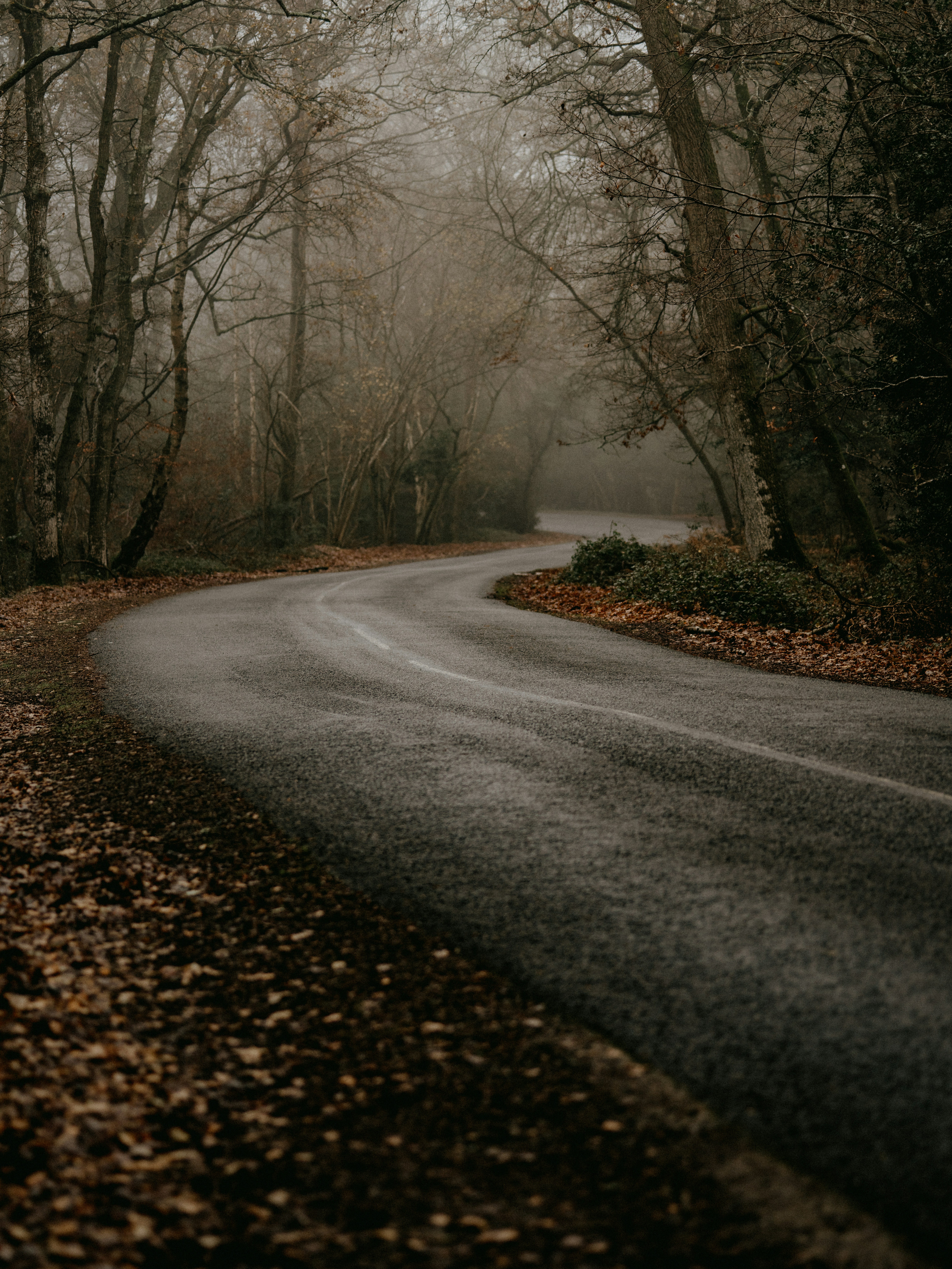 Curved road meandering through a foggy forest, with fallen leaves lining the edges.