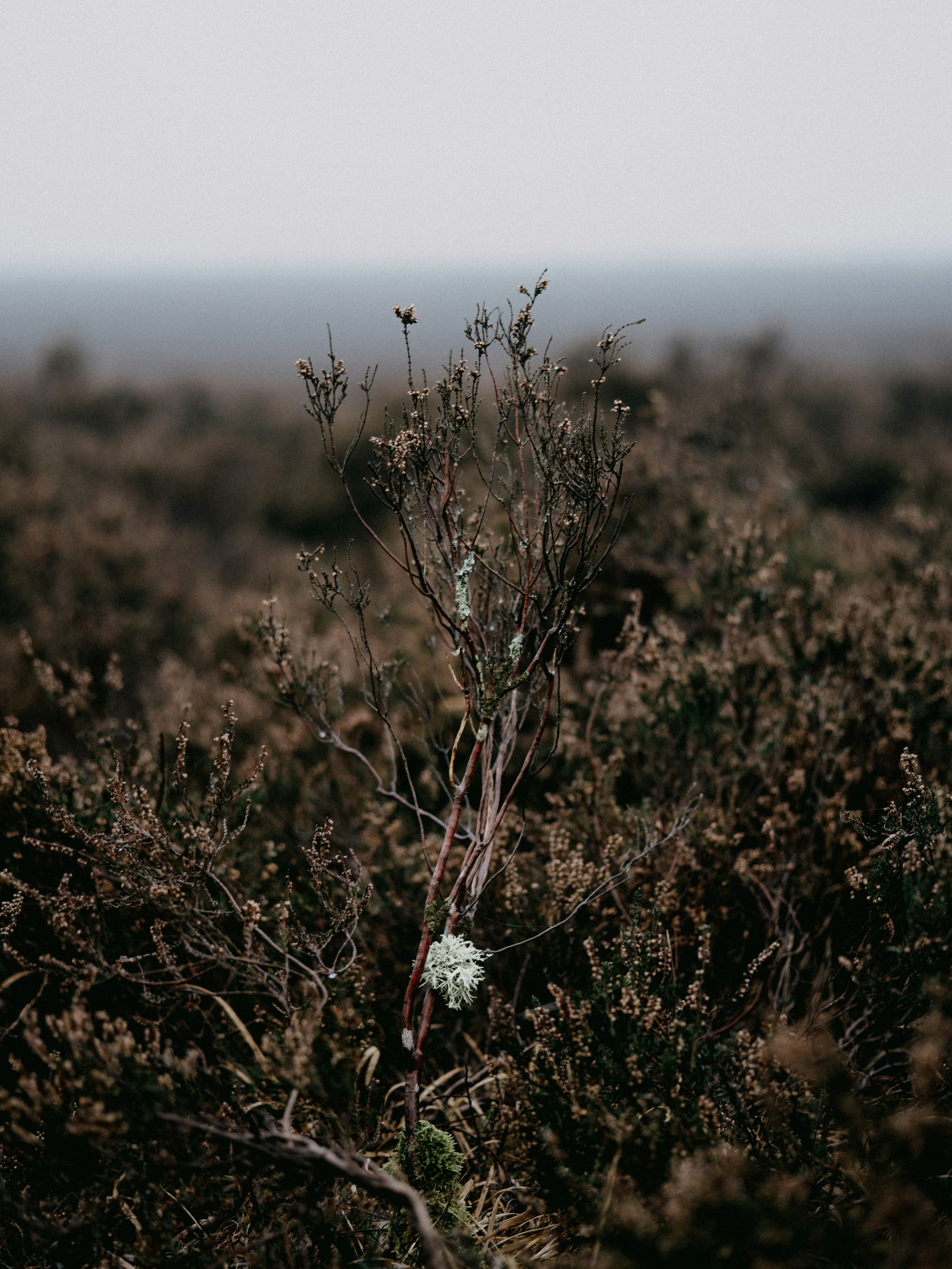 A solitary plant stands amidst a field of muted vegetation, shrouded in fog. Its delicate features contrast with the surrounding earthy tones.