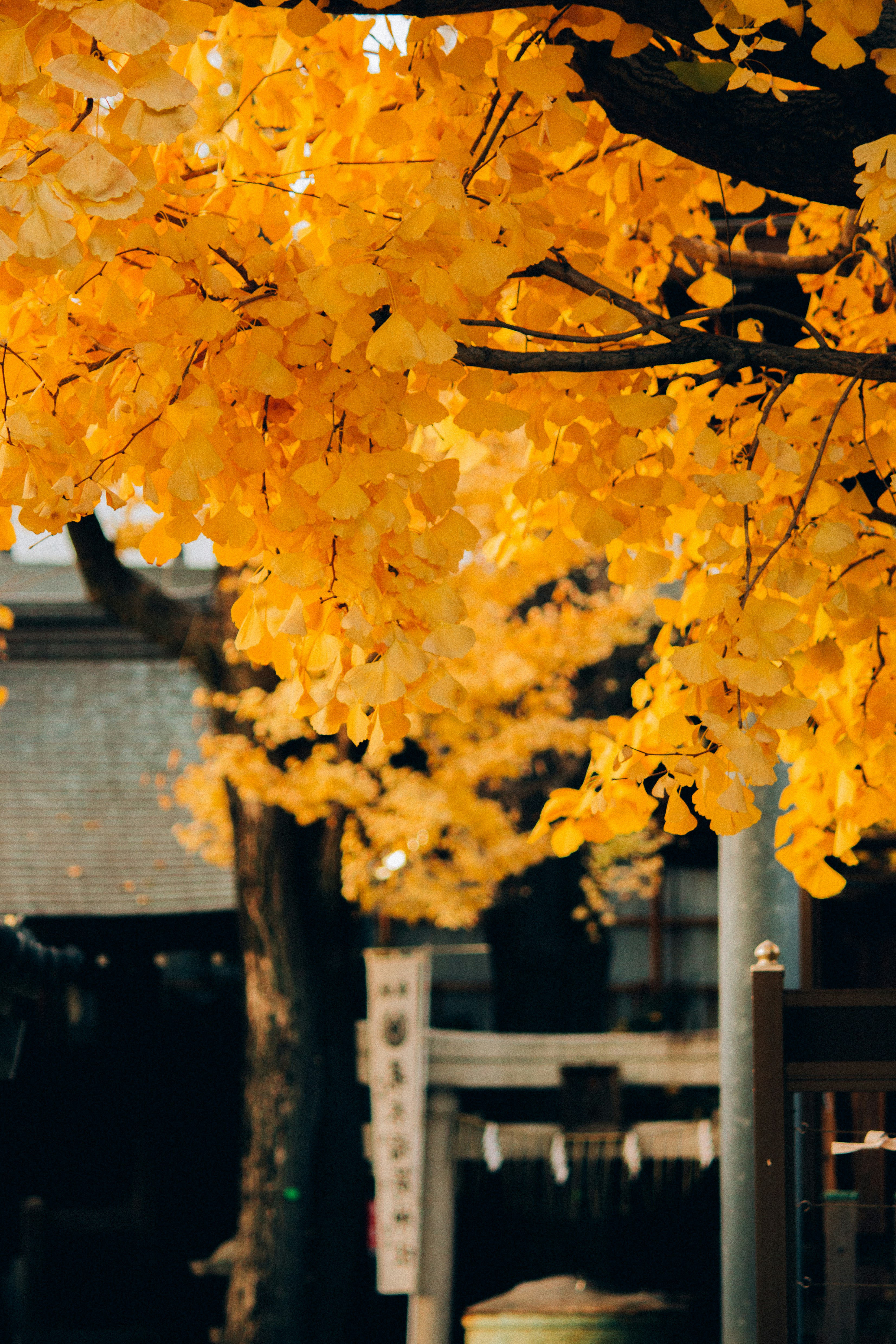 Golden Ginkgo Canopy Framing a Shrine Gate