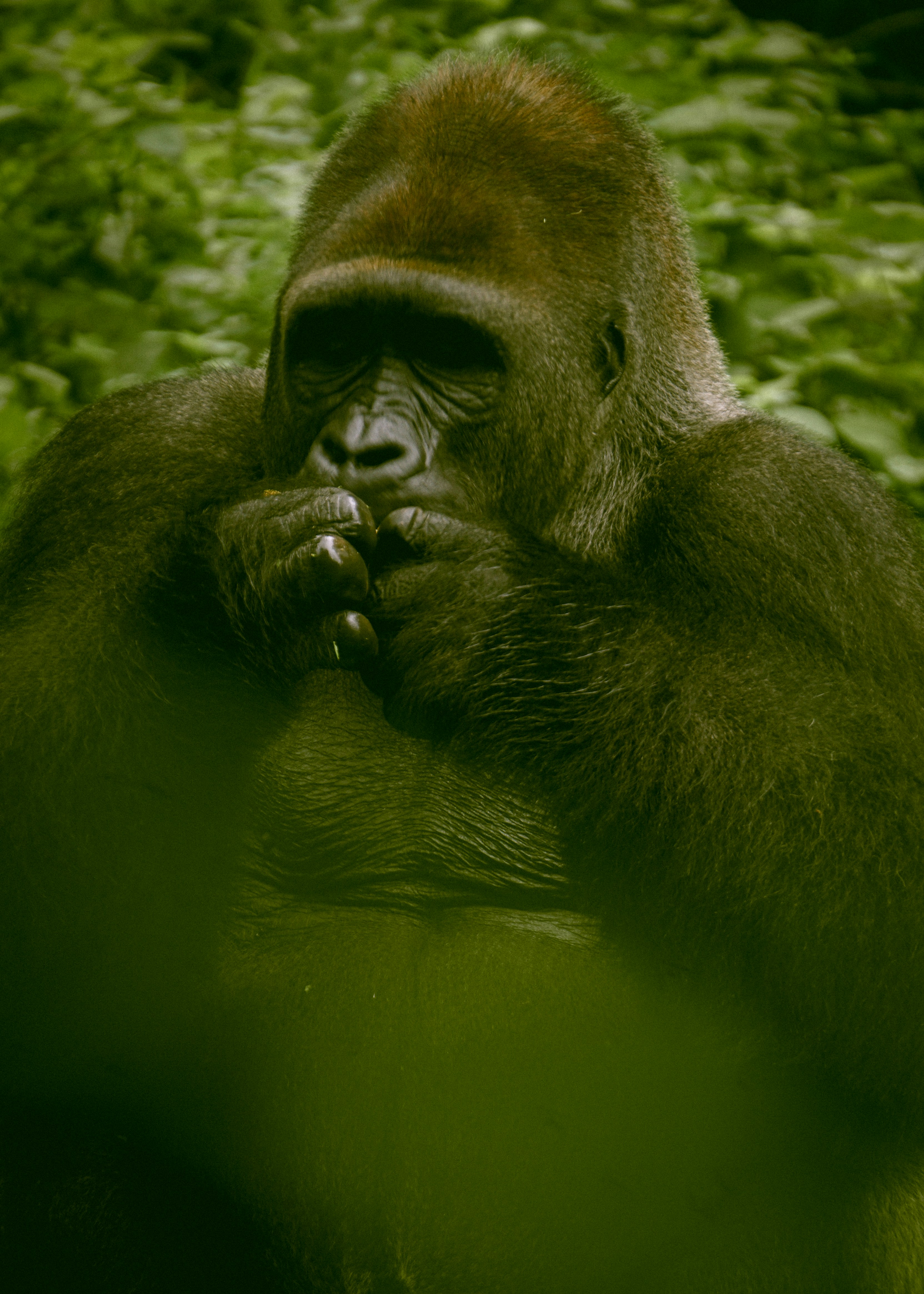 Verdant Quiet: A Gorilla's Pause Among the Leaves