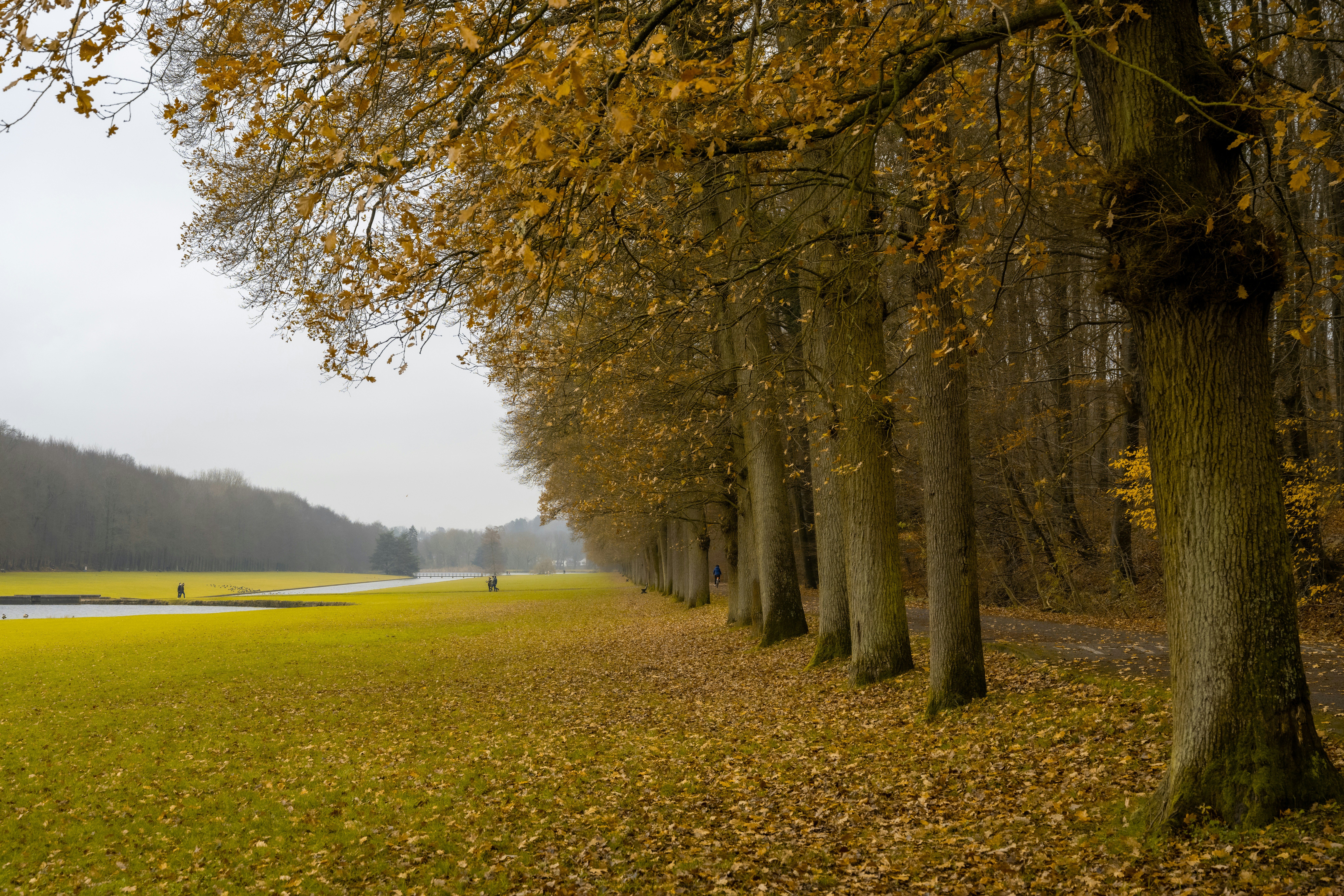 Autumn Row: Tree-lined Path Reaching a Quiet, Misty Horizon