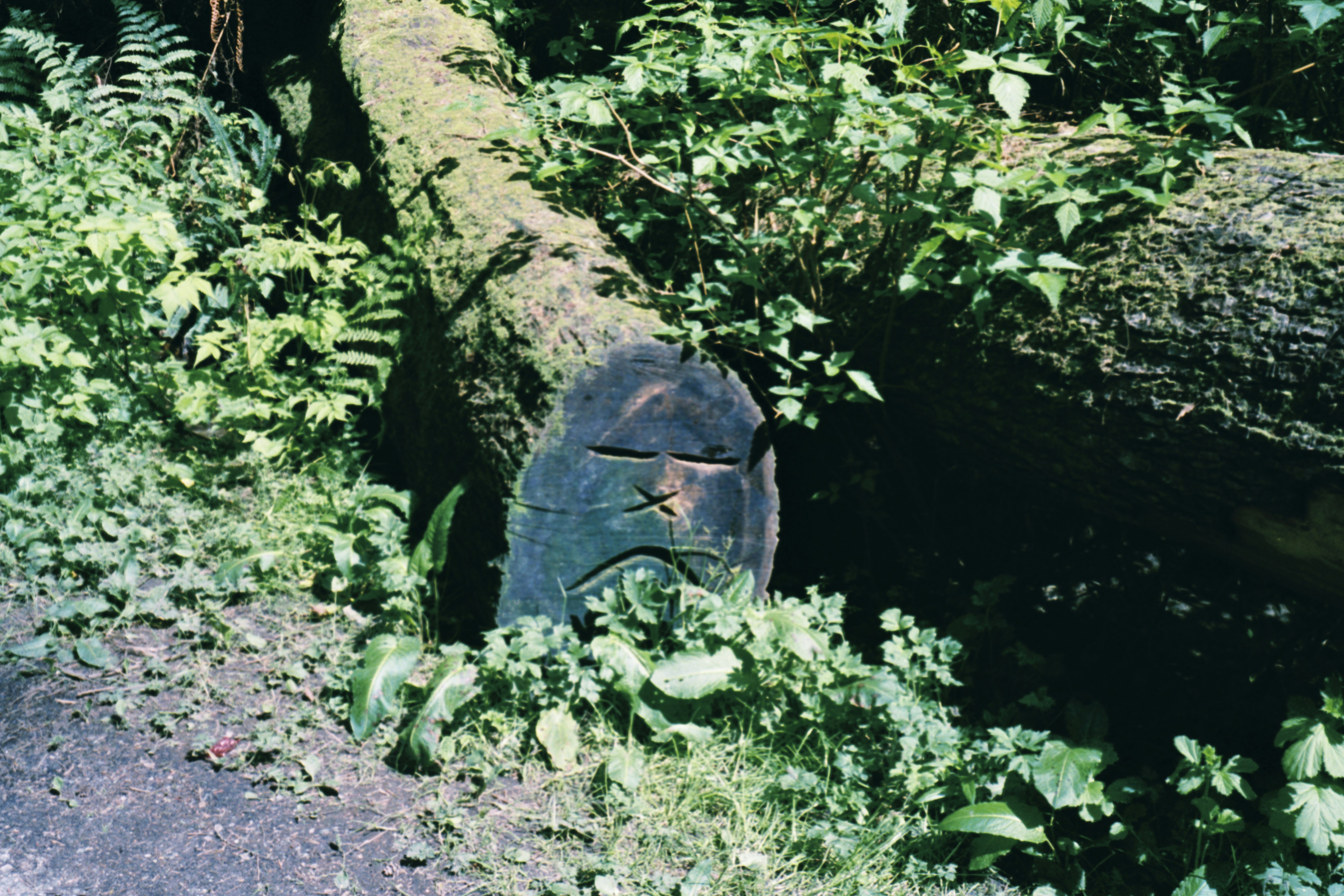 Photograph of a moss-covered stone face carving peeking through ferns beside a sunlit path.