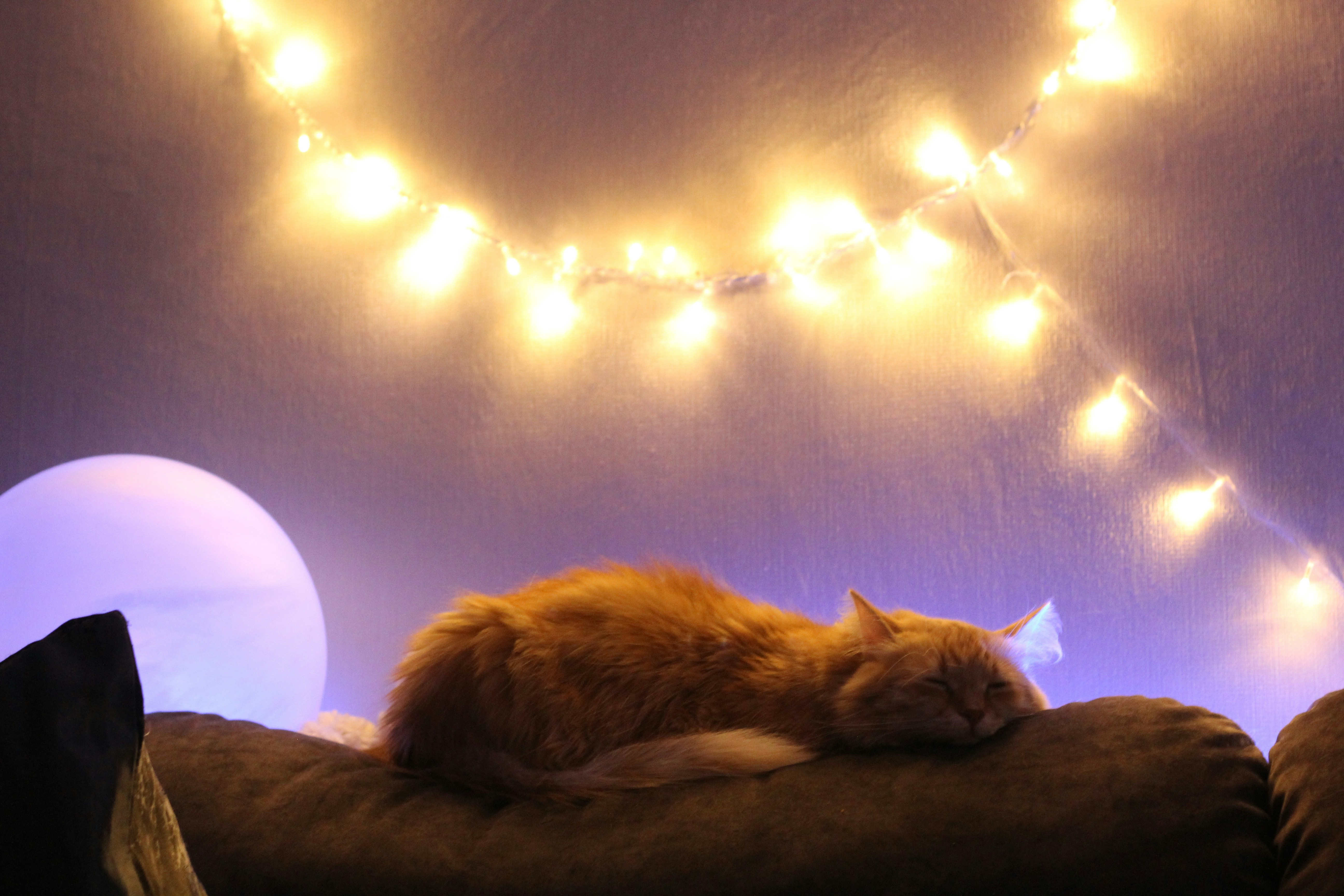 A fluffy orange cat peacefully napping on a couch, illuminated by warm fairy lights and soft ambient glow from a nearby sphere.