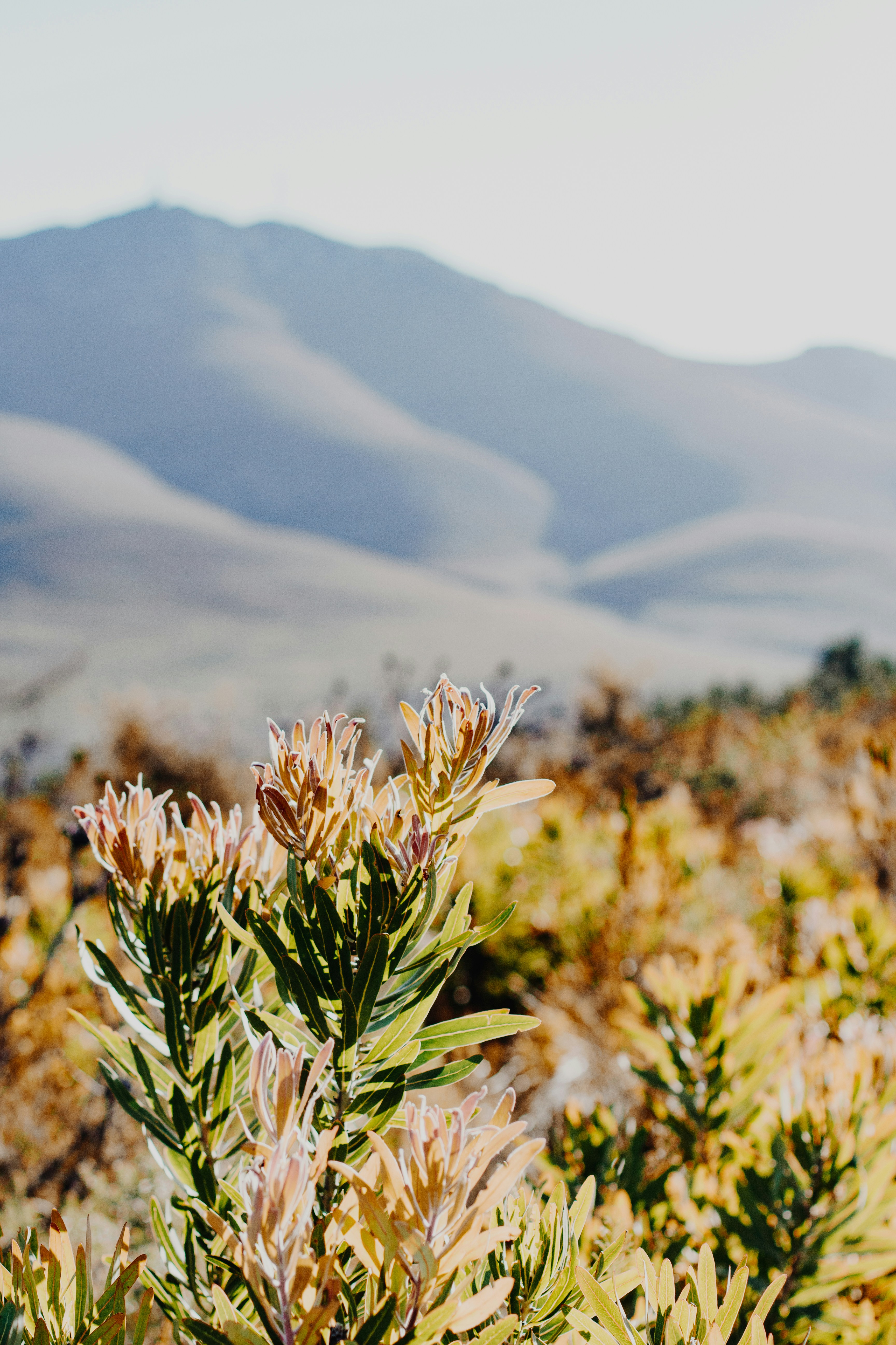 Planta verde y marrón durante el día foto – Imagen de Elandsrivier ...