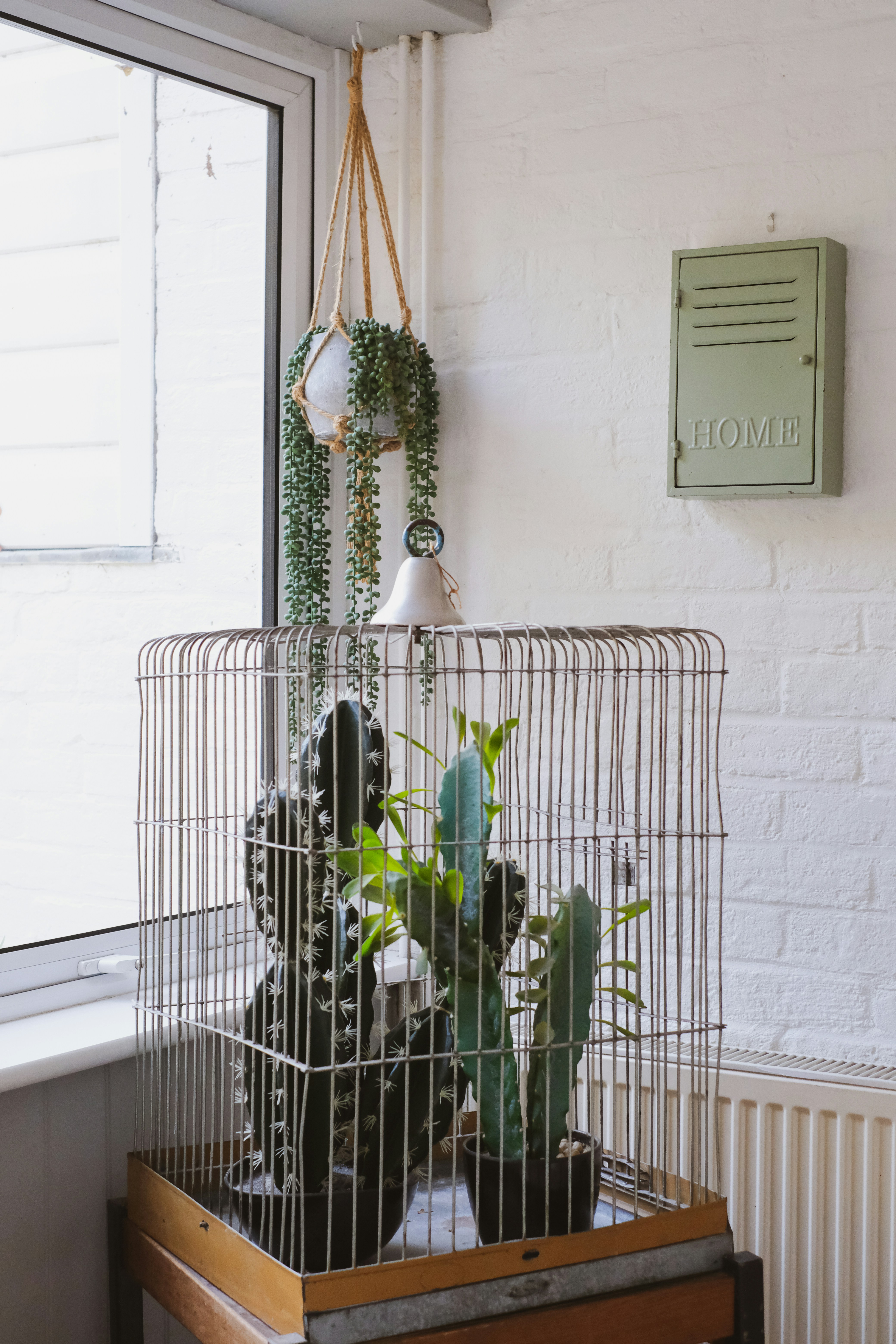 Coppers & Cacti: A Sunlit Corner of Indoor Jungle