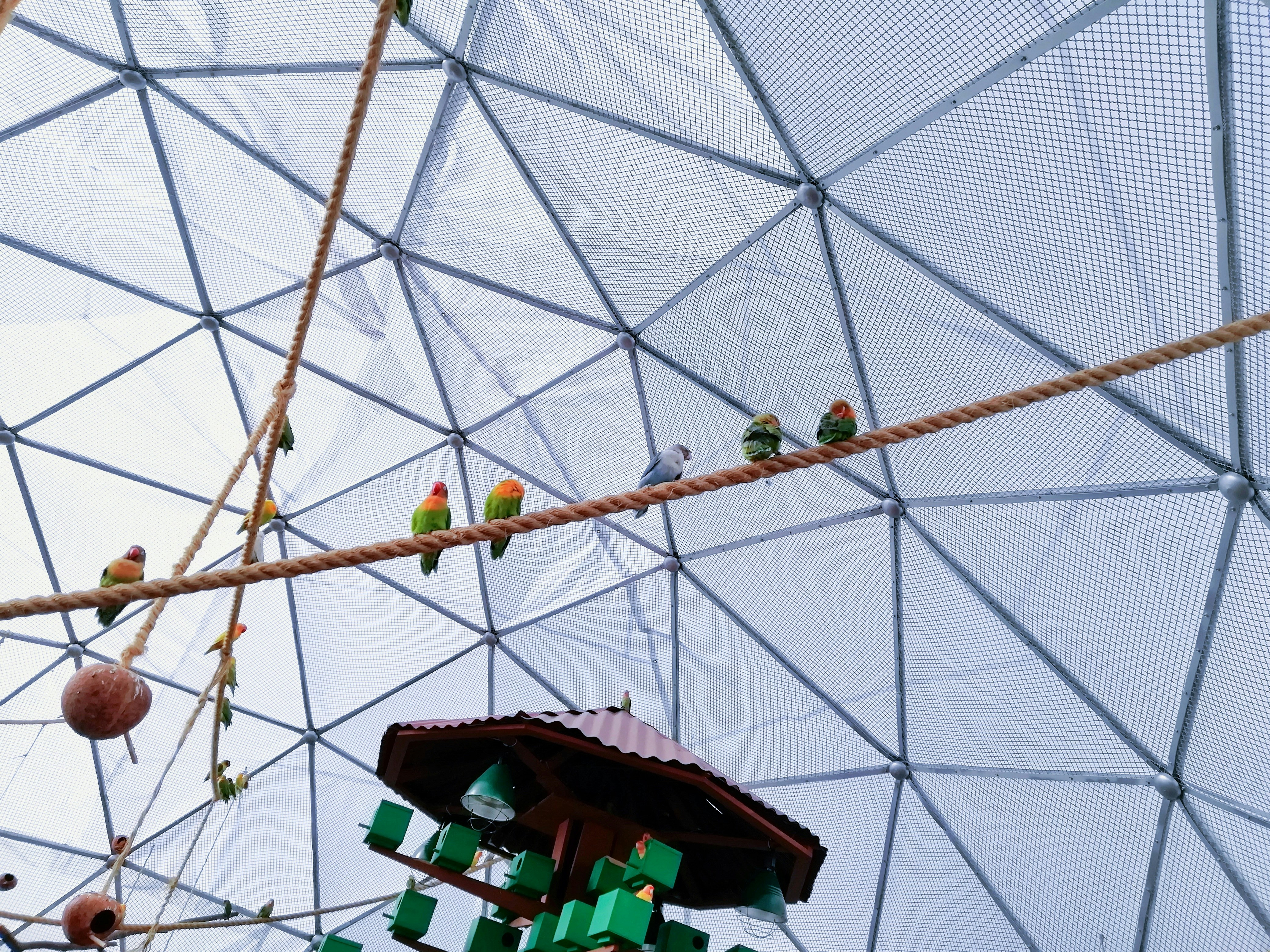 A group of vibrant parrots perched on a rope inside a geodesic dome, surrounded by a playful environment of green structures and natural elements.