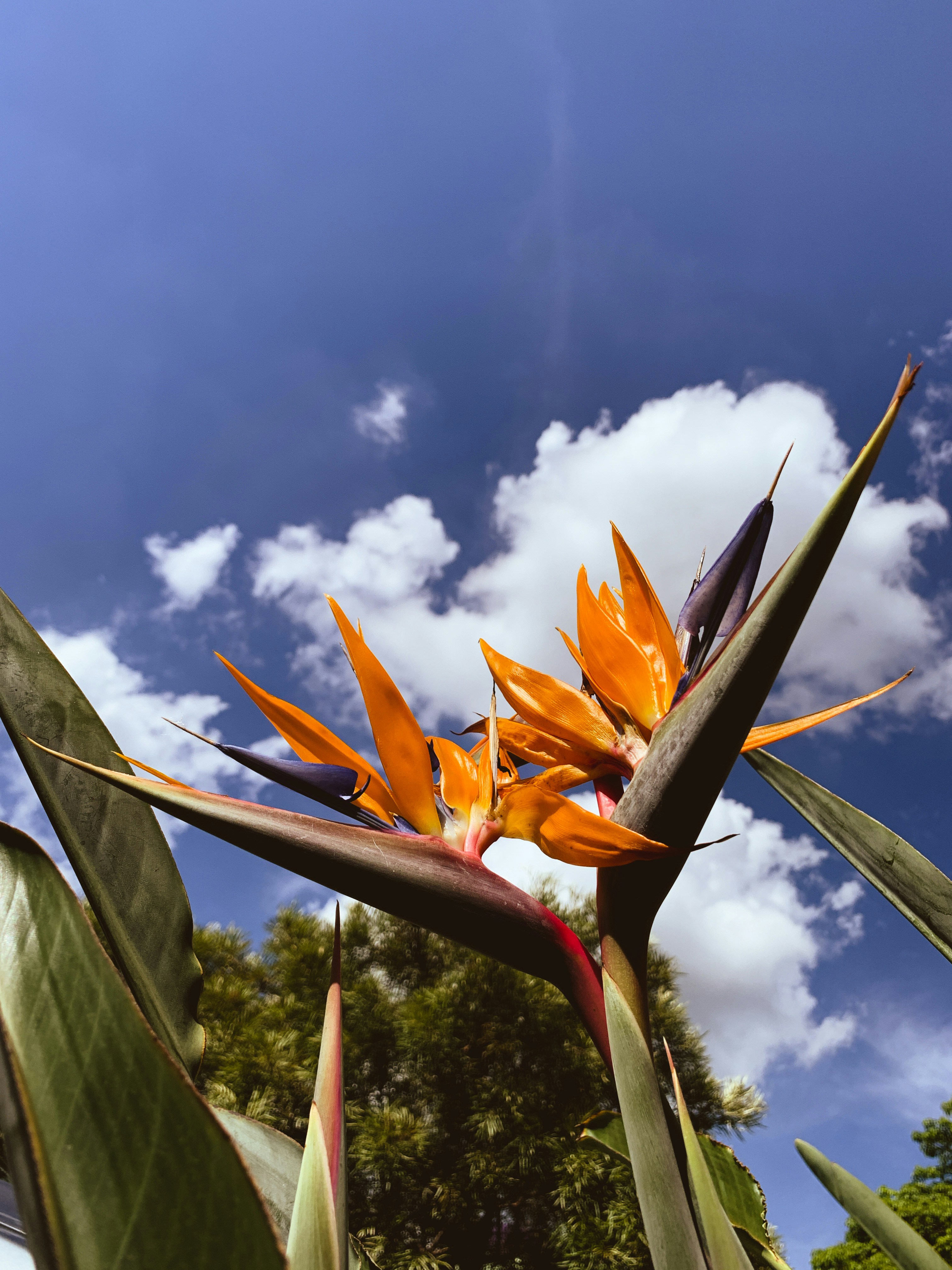 Bird of Paradise Bloom Reaching Toward a Cobalt Sky