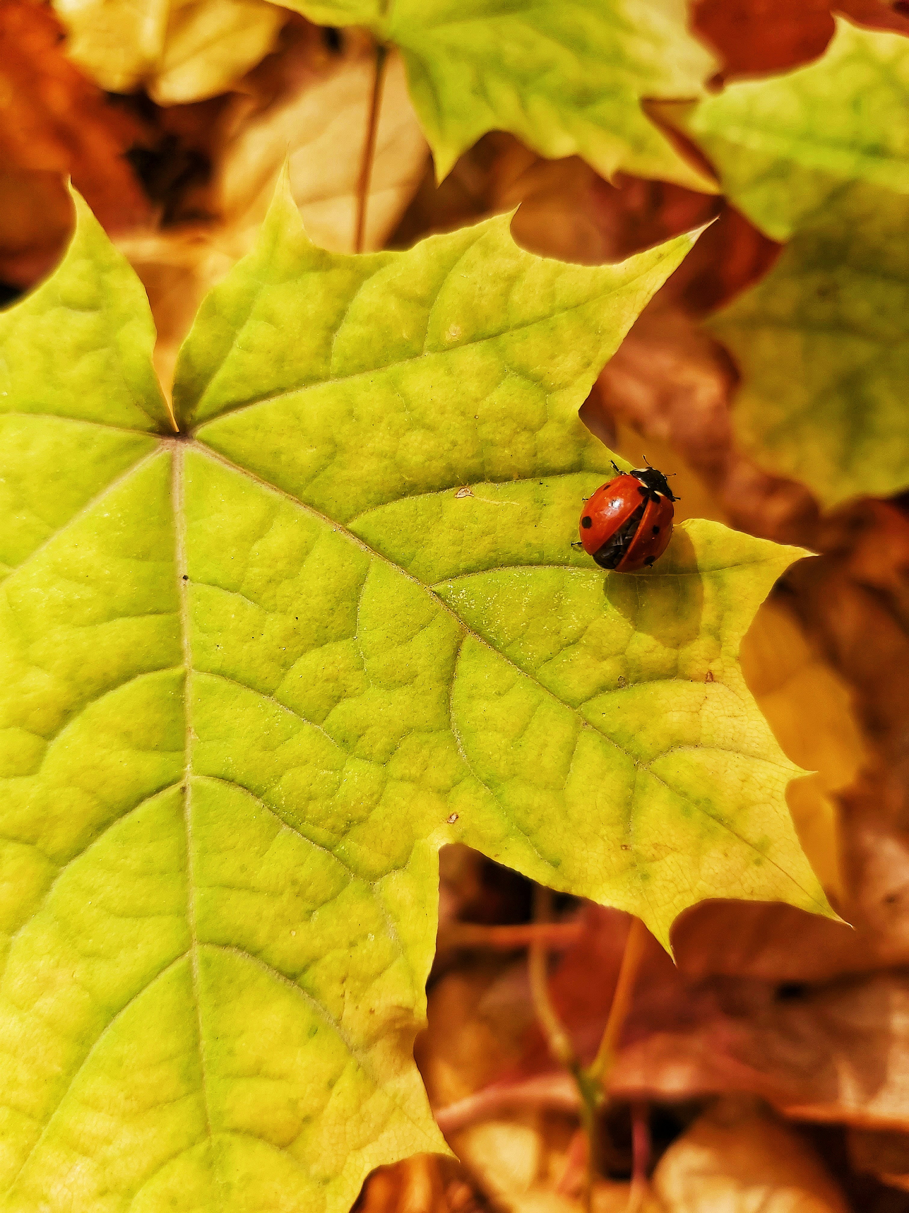 Tiny Red Compass on a Maple Leaf in Autumn Light