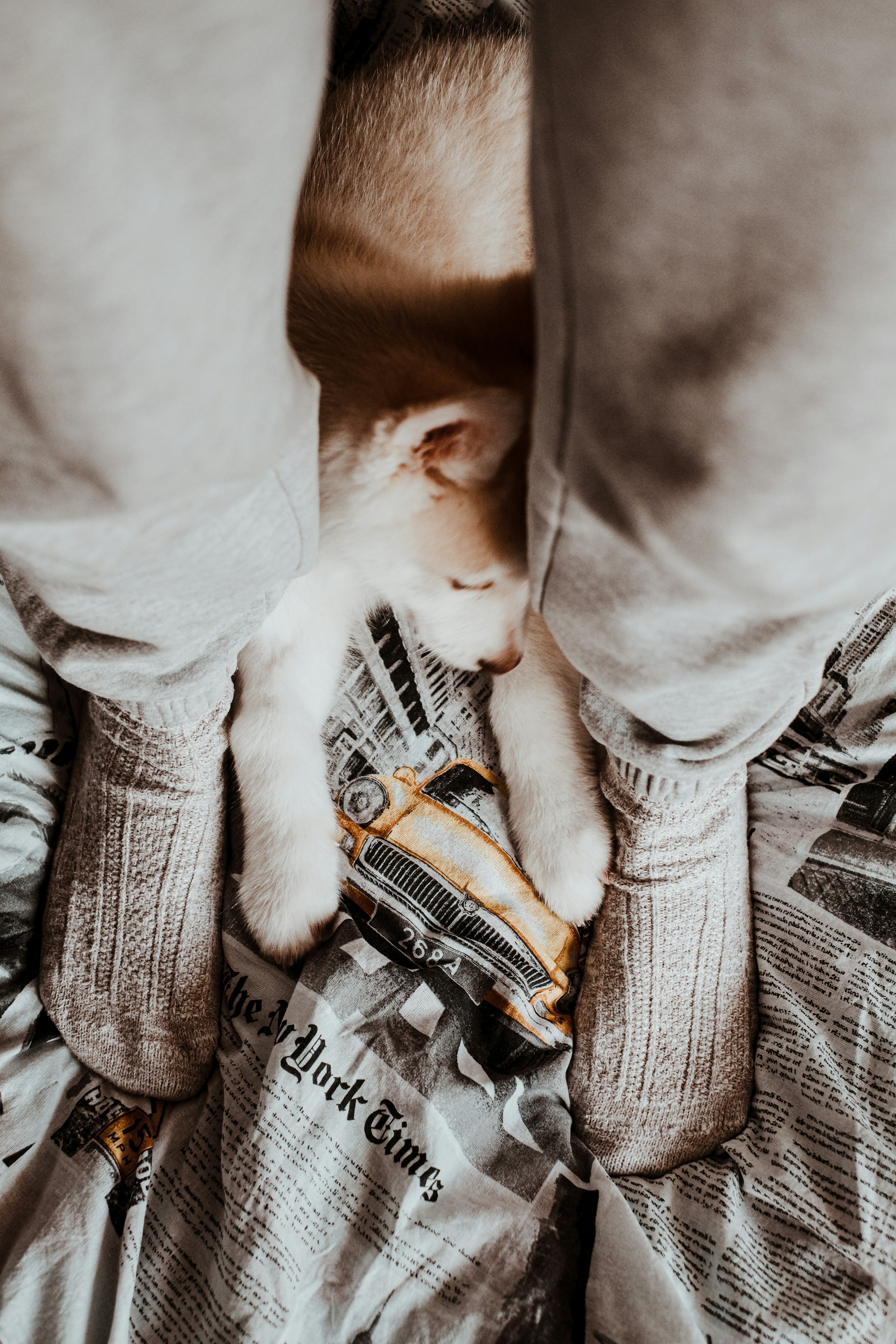 Cozy Catnap Between Warm Hands and Wrinkled Newspaper Sea