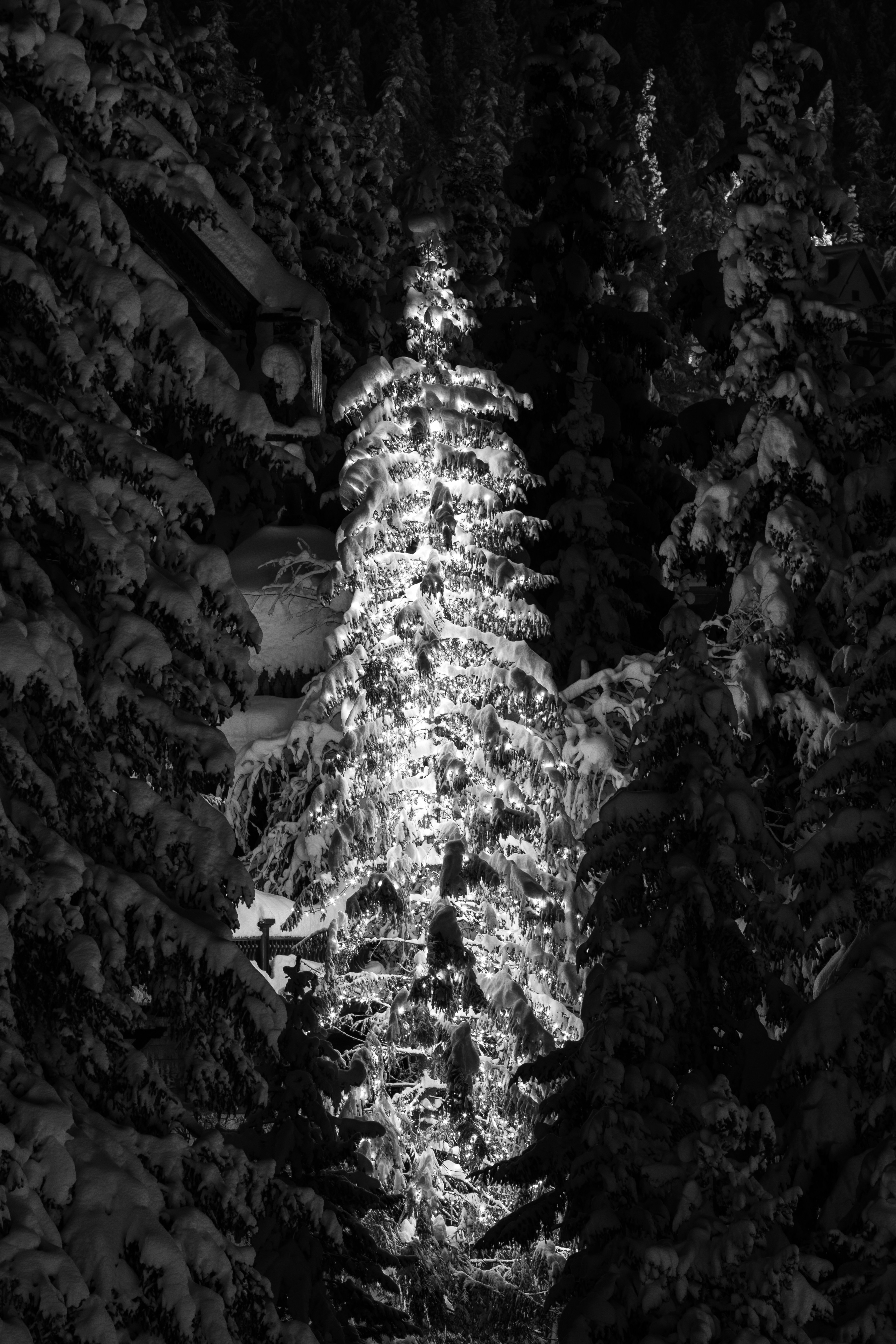 Grayscale photo of pine tree covered with snow photo – Free Switzerland ...