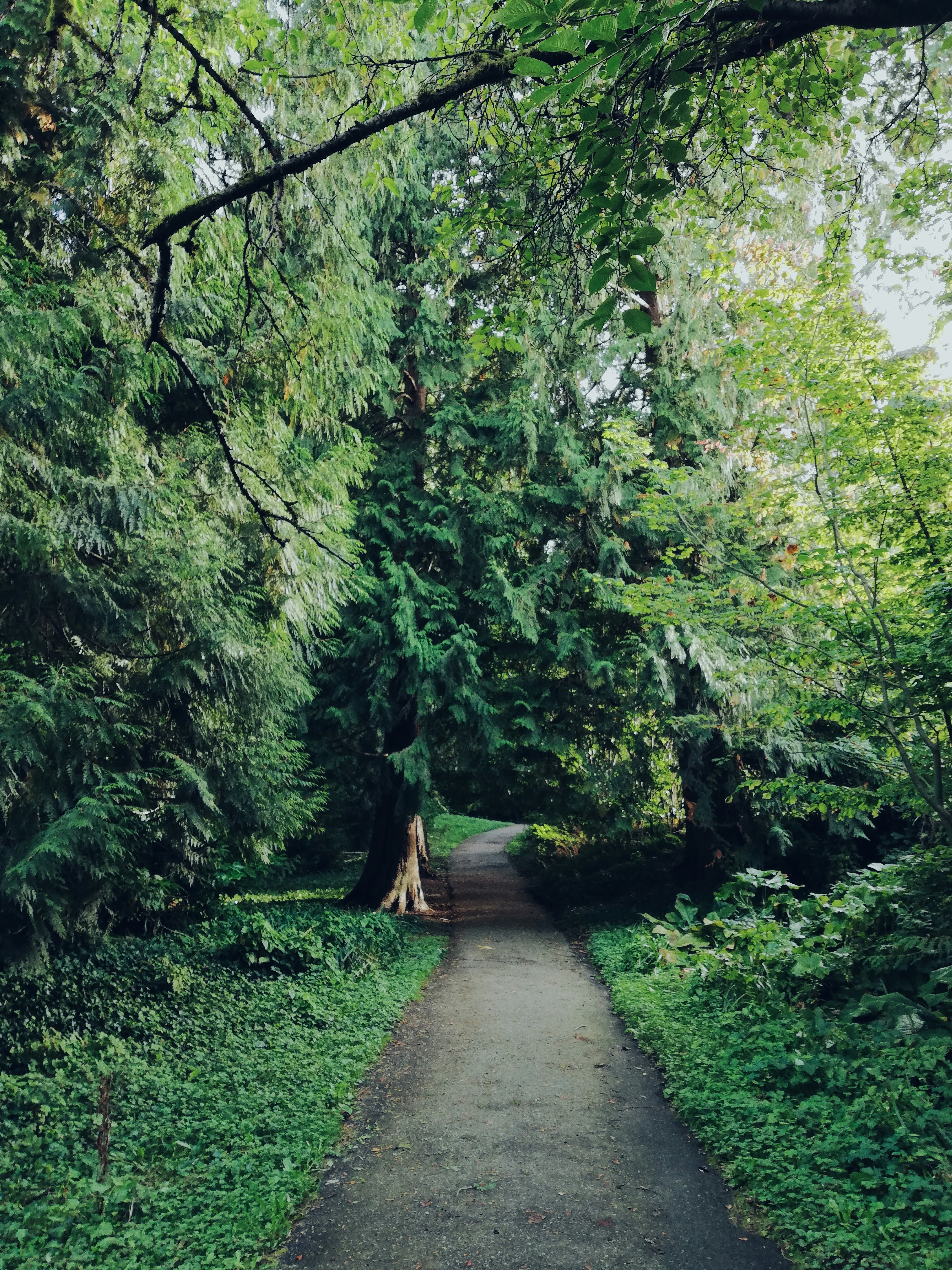 Gray concrete pathway between green trees during daytime photo – Free ...