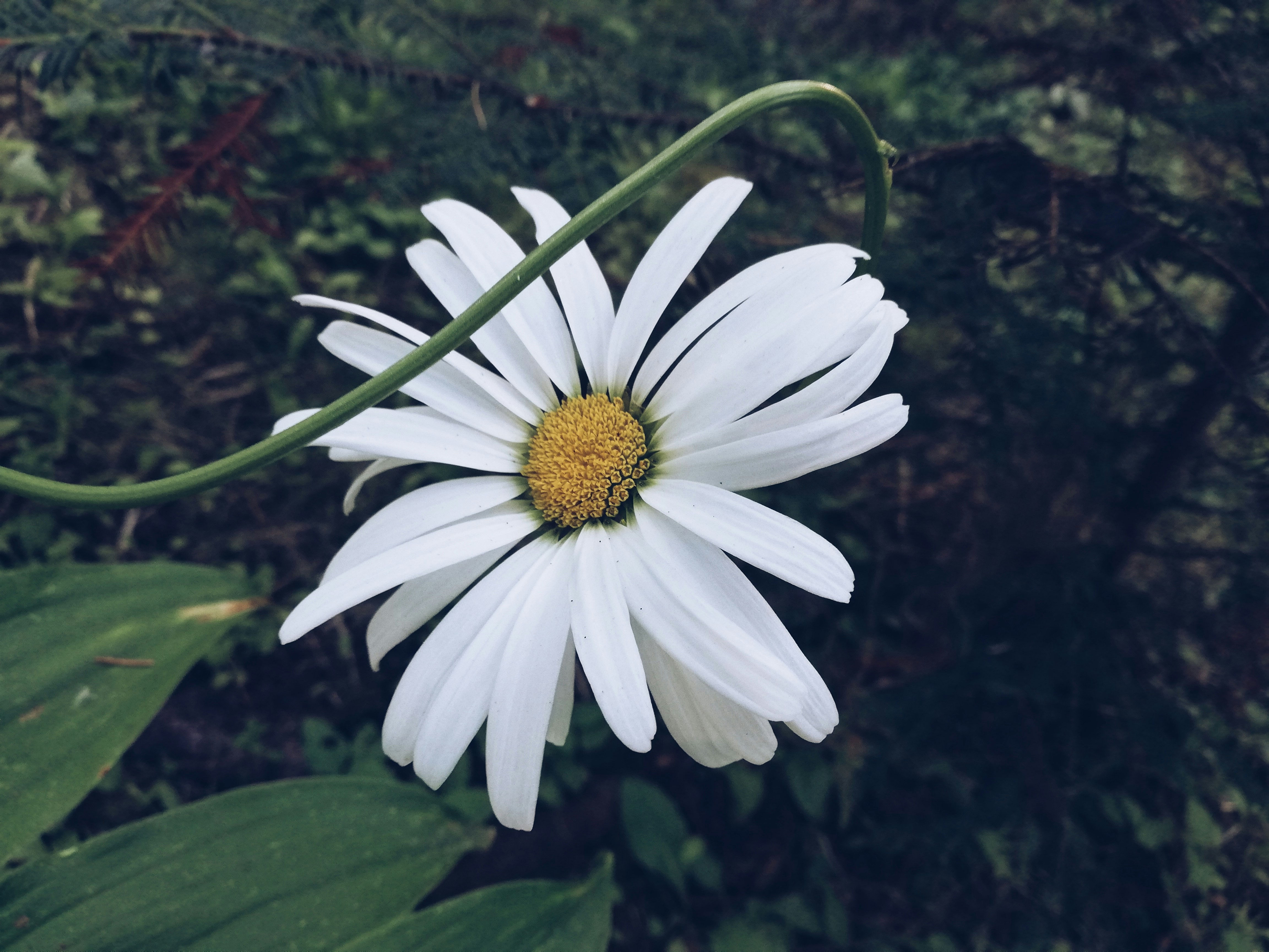 Ivory Daisy at Center Stage in a Velvet Green Backdrop