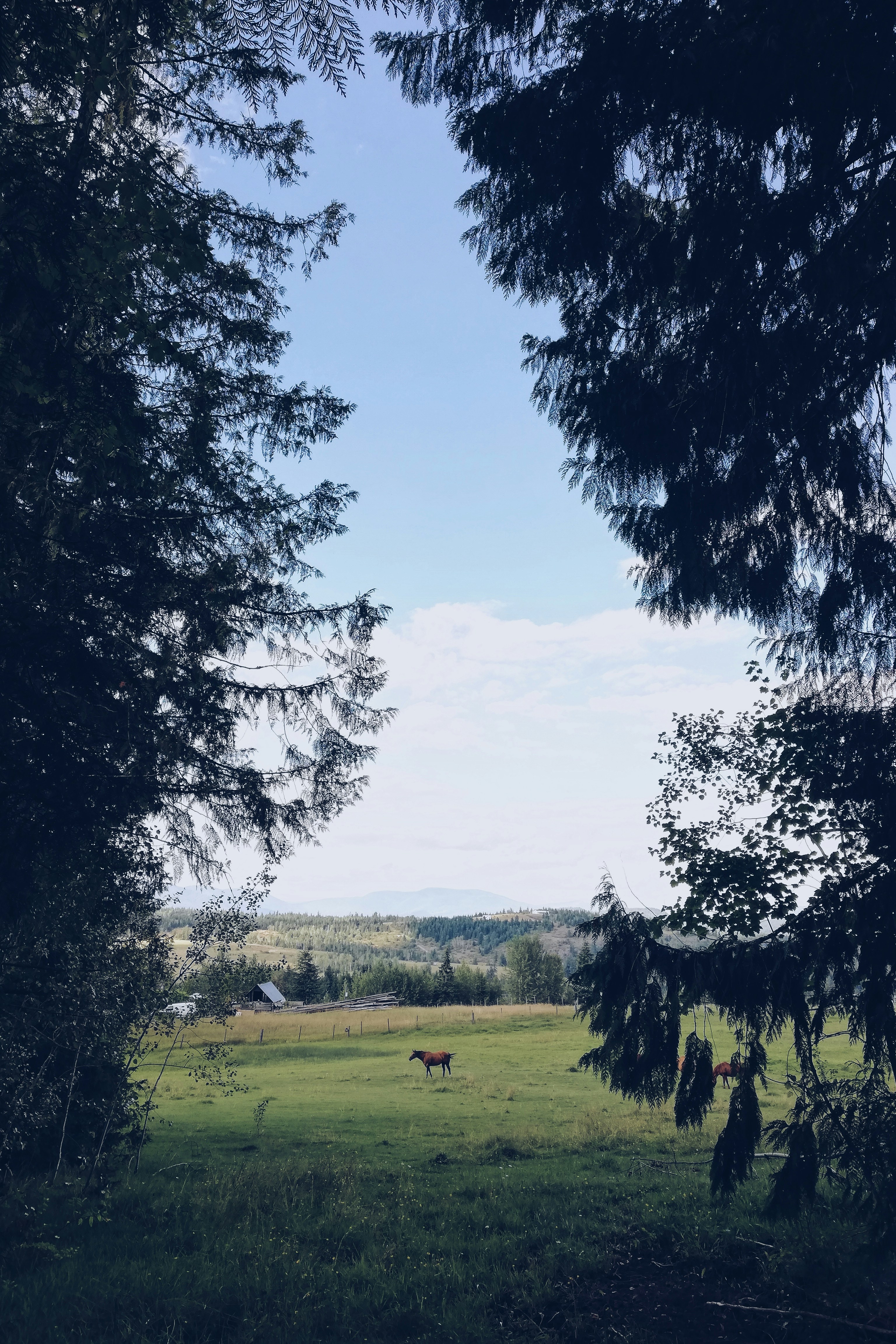 Sunlit pasture framed by towering pines reveals a lone horse grazing in a tranquil rural landscape.