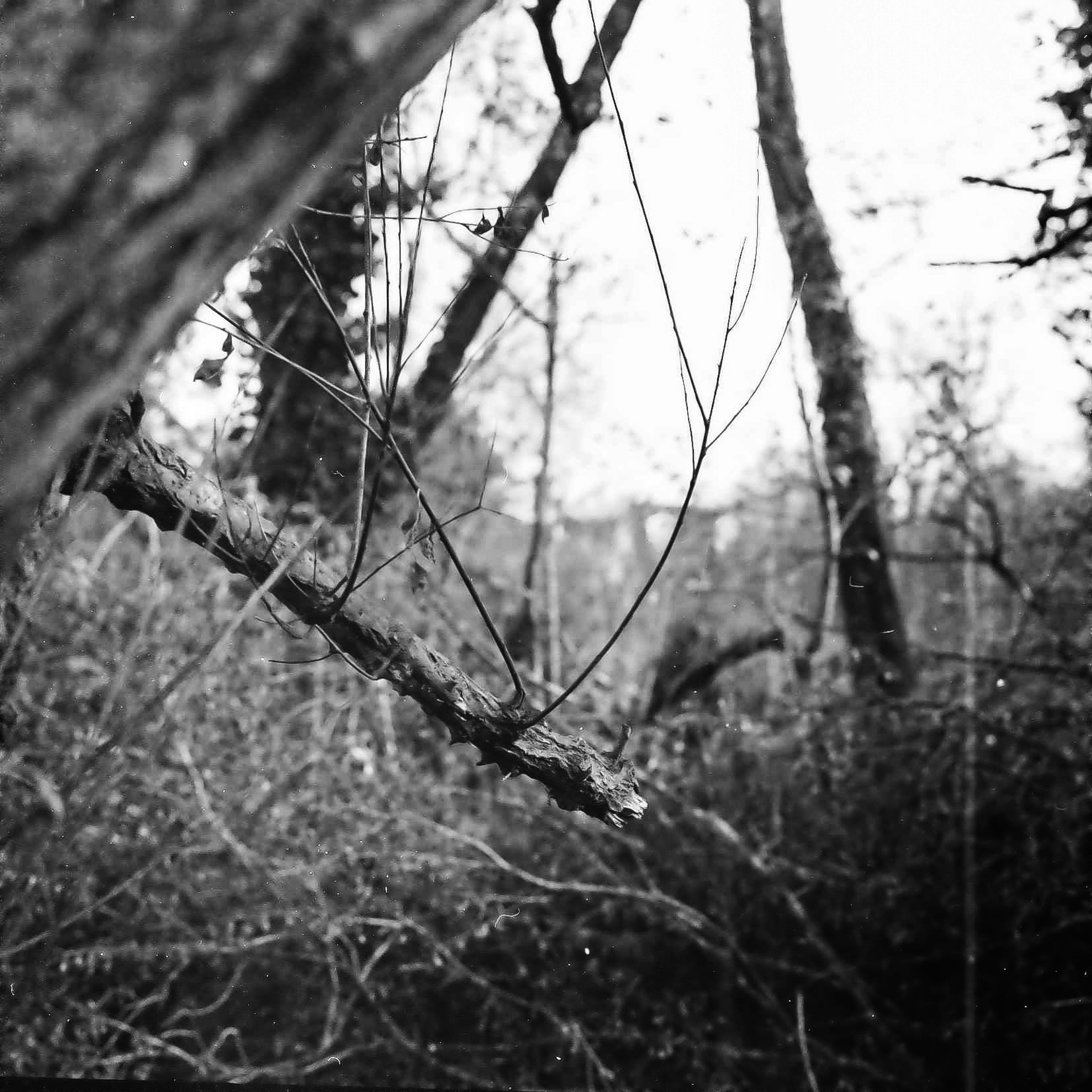 Grayscale photo of leafless tree photo – Free Grey Image on Unsplash