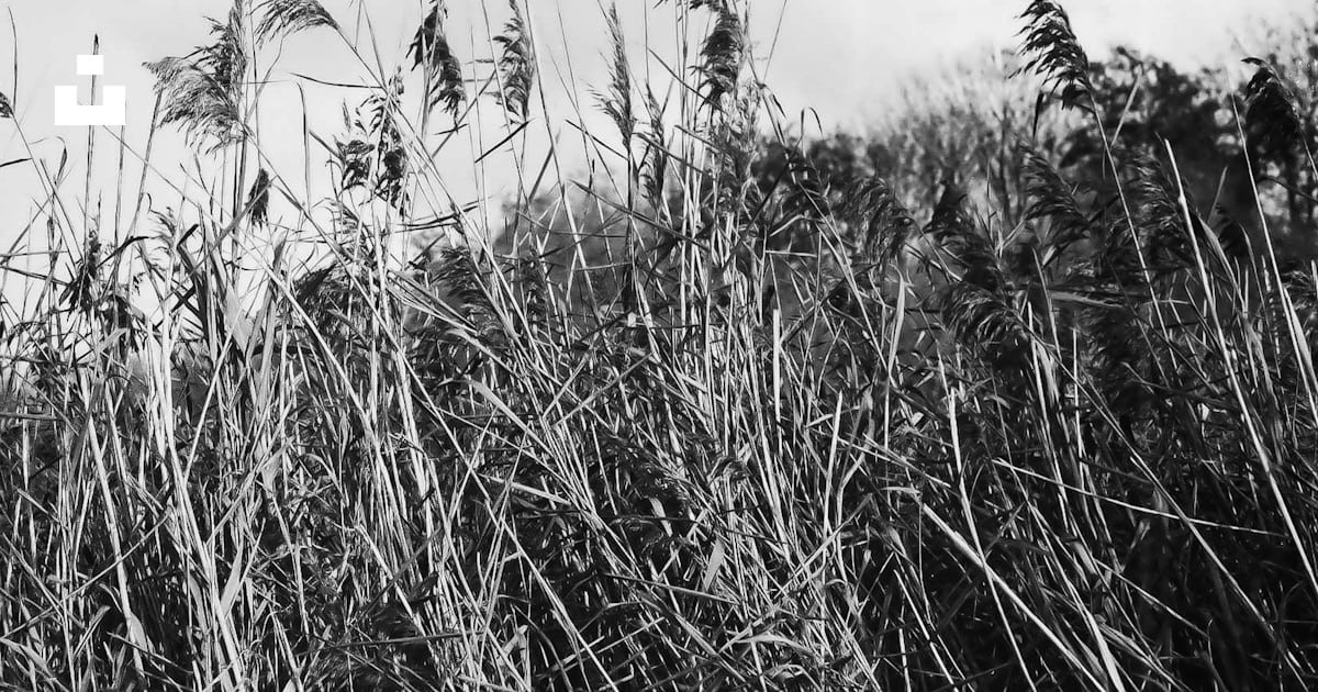 Grayscale Photo Of Grass Field Photo Free Grey Image On Unsplash