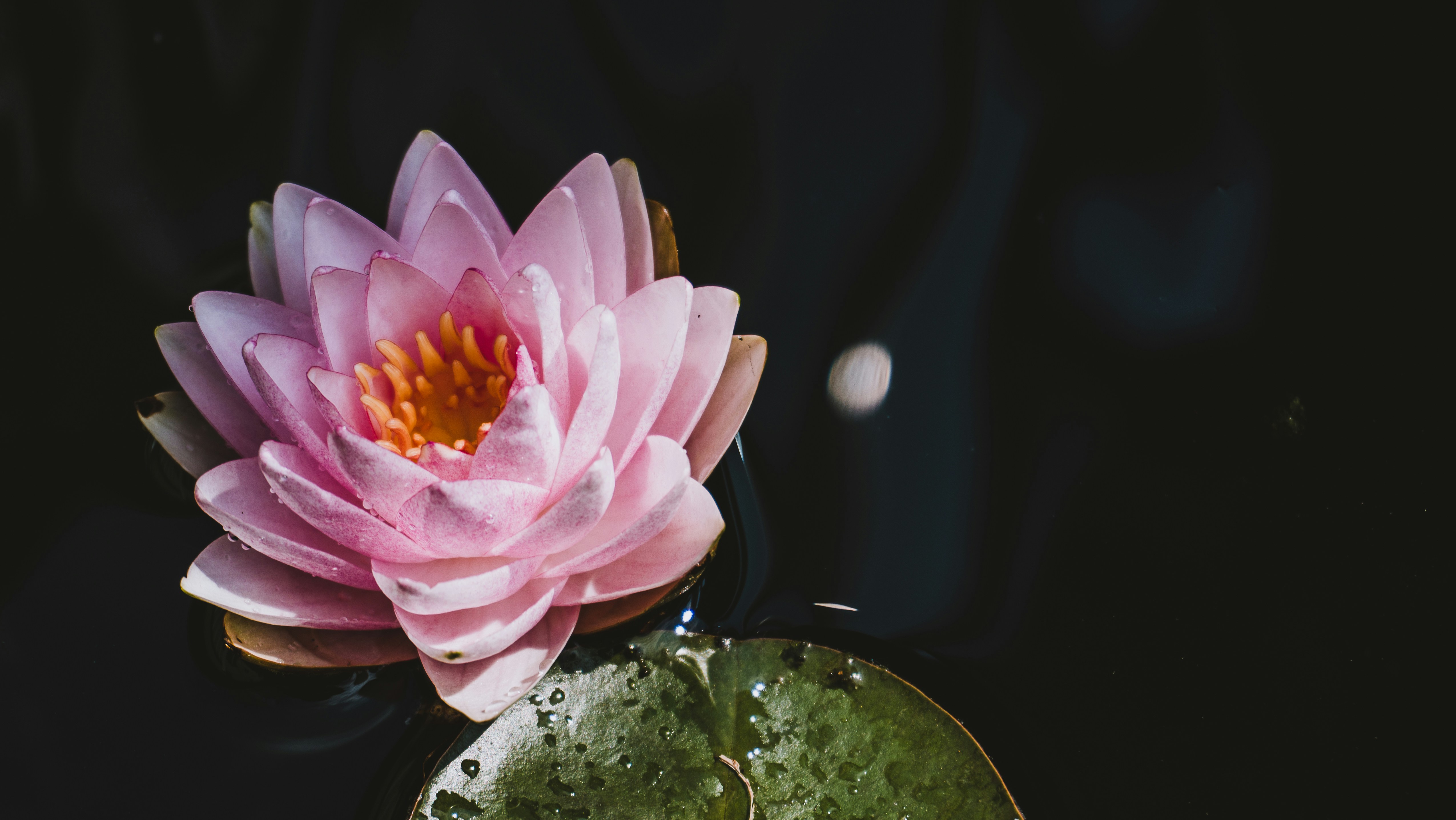 Bilder zum Thema Lilypad | Kostenlose Bilder auf Unsplash herunterladen