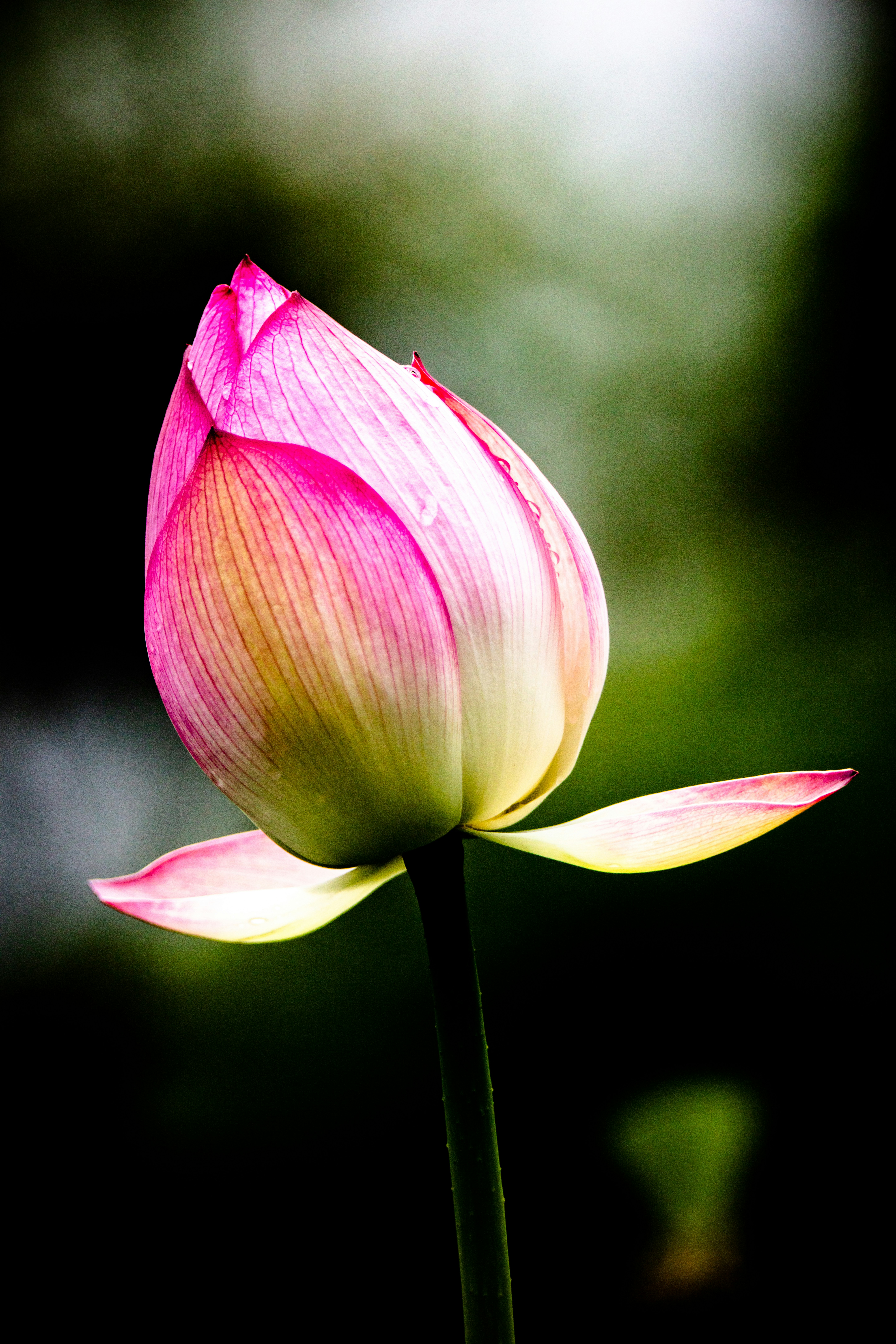Pink and yellow flower in tilt shift lens photo – Free Flower Image on ...
