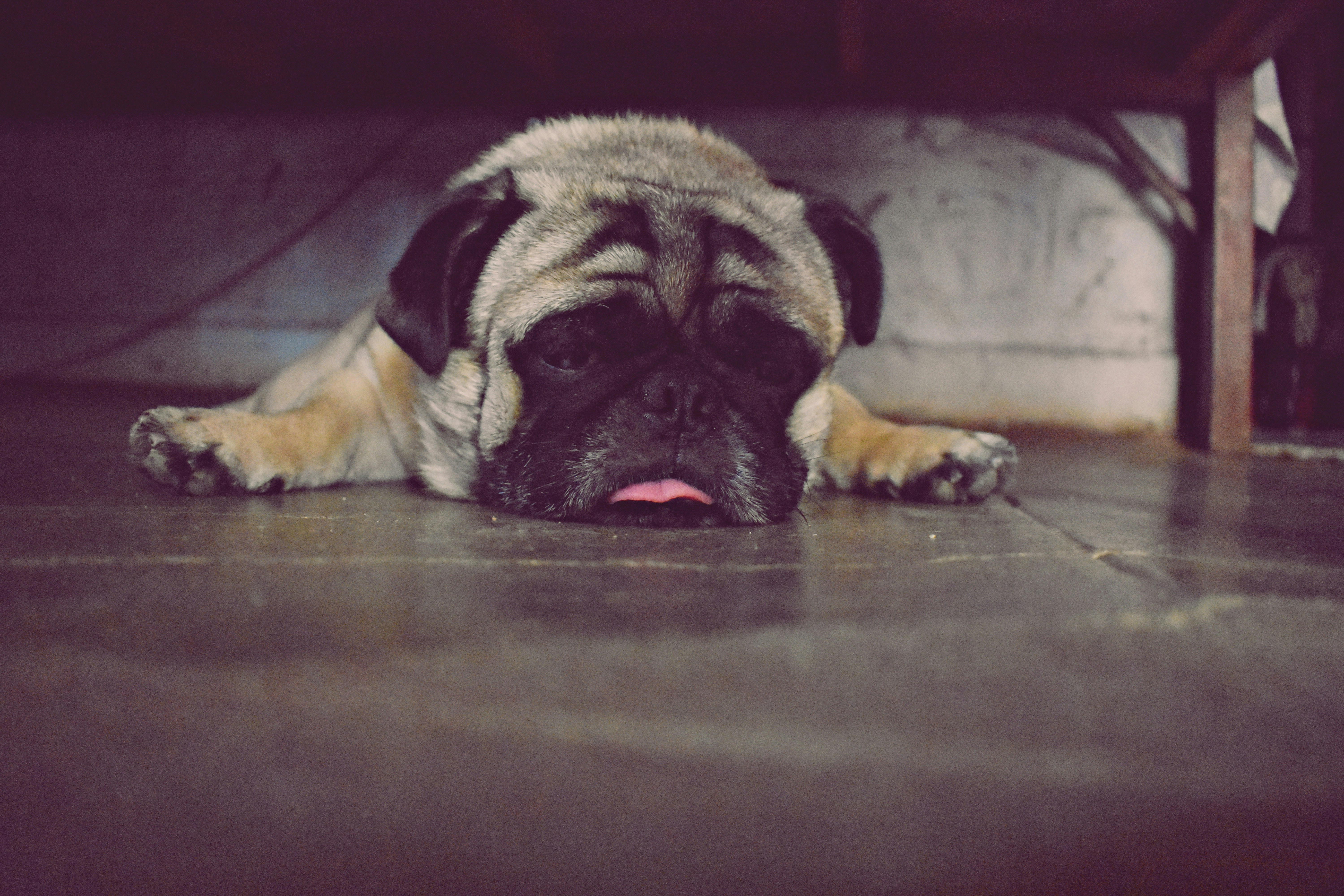 A pug lounging on a polished floor, tongue out and eyes half-closed, capturing a moment of pure relaxation.