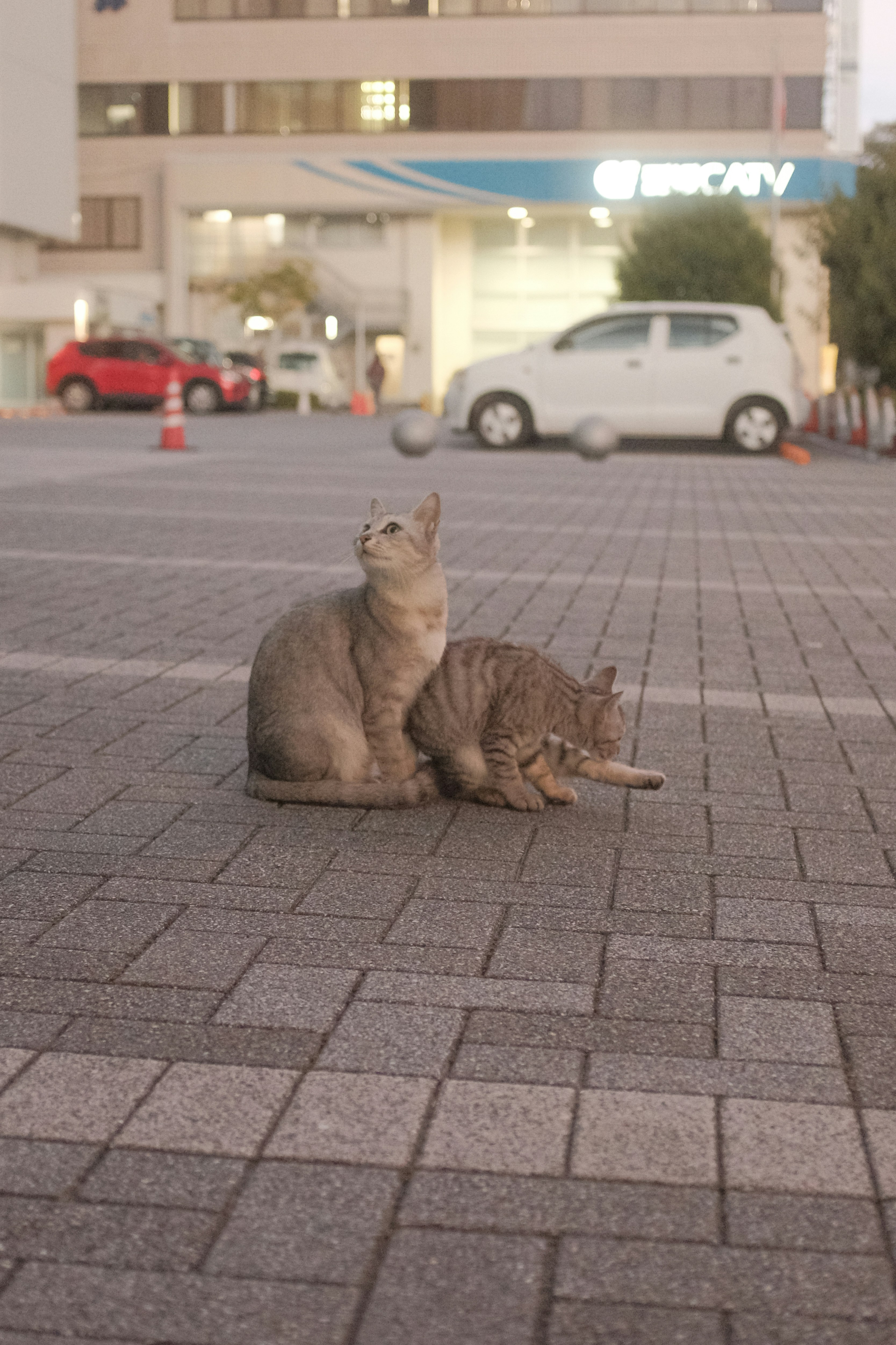 brown tabby cat on gray brick floor