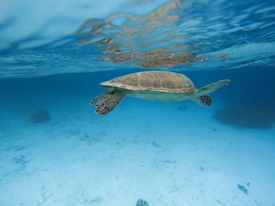 A sea turtle swims through clear blue water just beneath the sunlit surface. The sandy seafloor and faint reef shadows fade into the background.