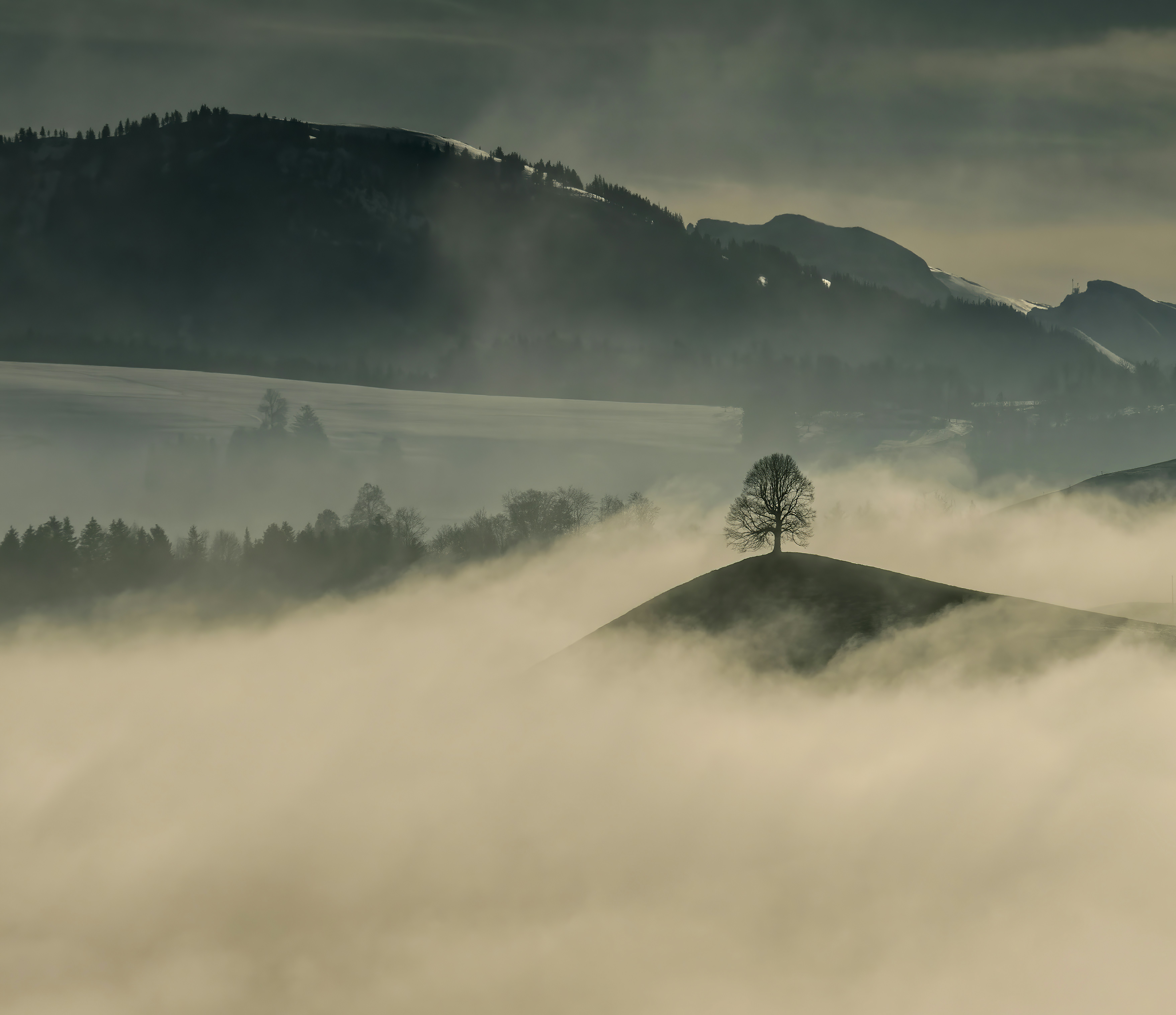  solitary tree on a mist-wreathed hill