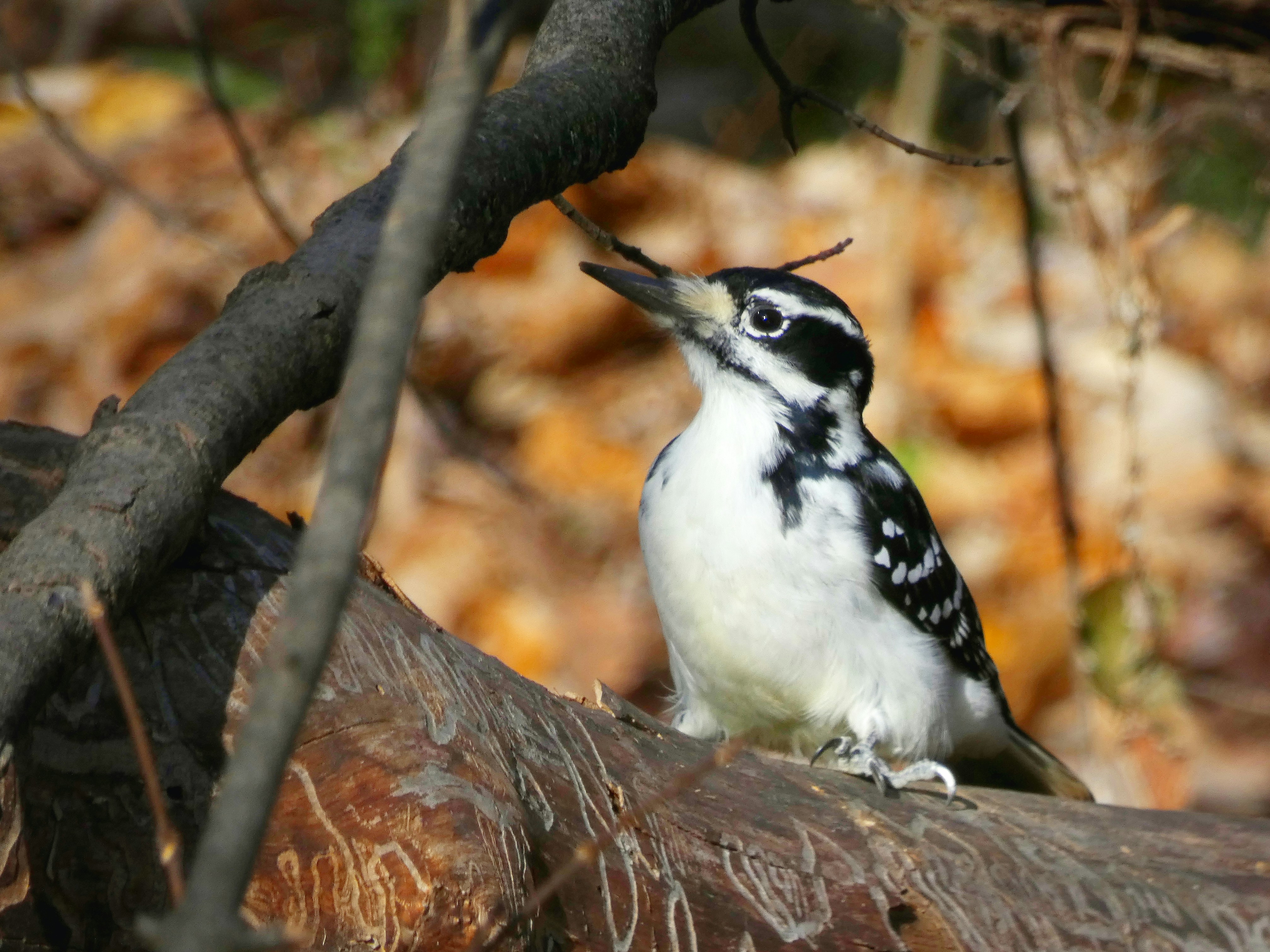 A black-and-white woodpecker perched on a log amidst autumn foliage, showcasing its distinctive markings. The scene captures the essence of woodland life.