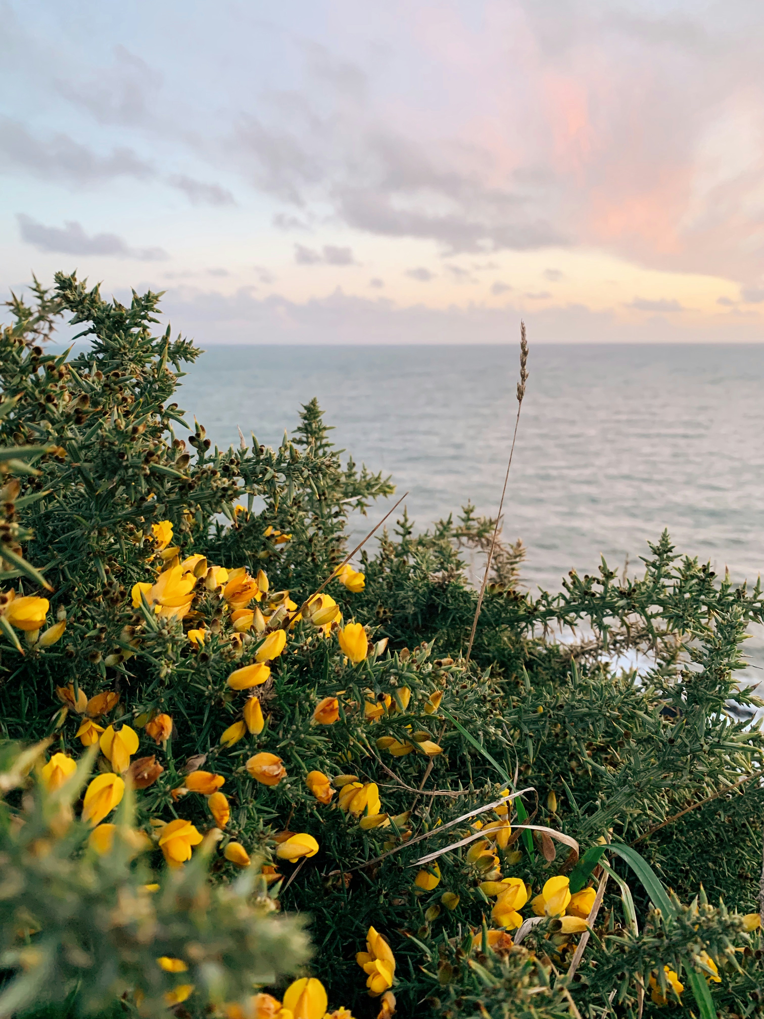 Yellow Wreaths at the Edge: Sunset Over a Quiet Sea
