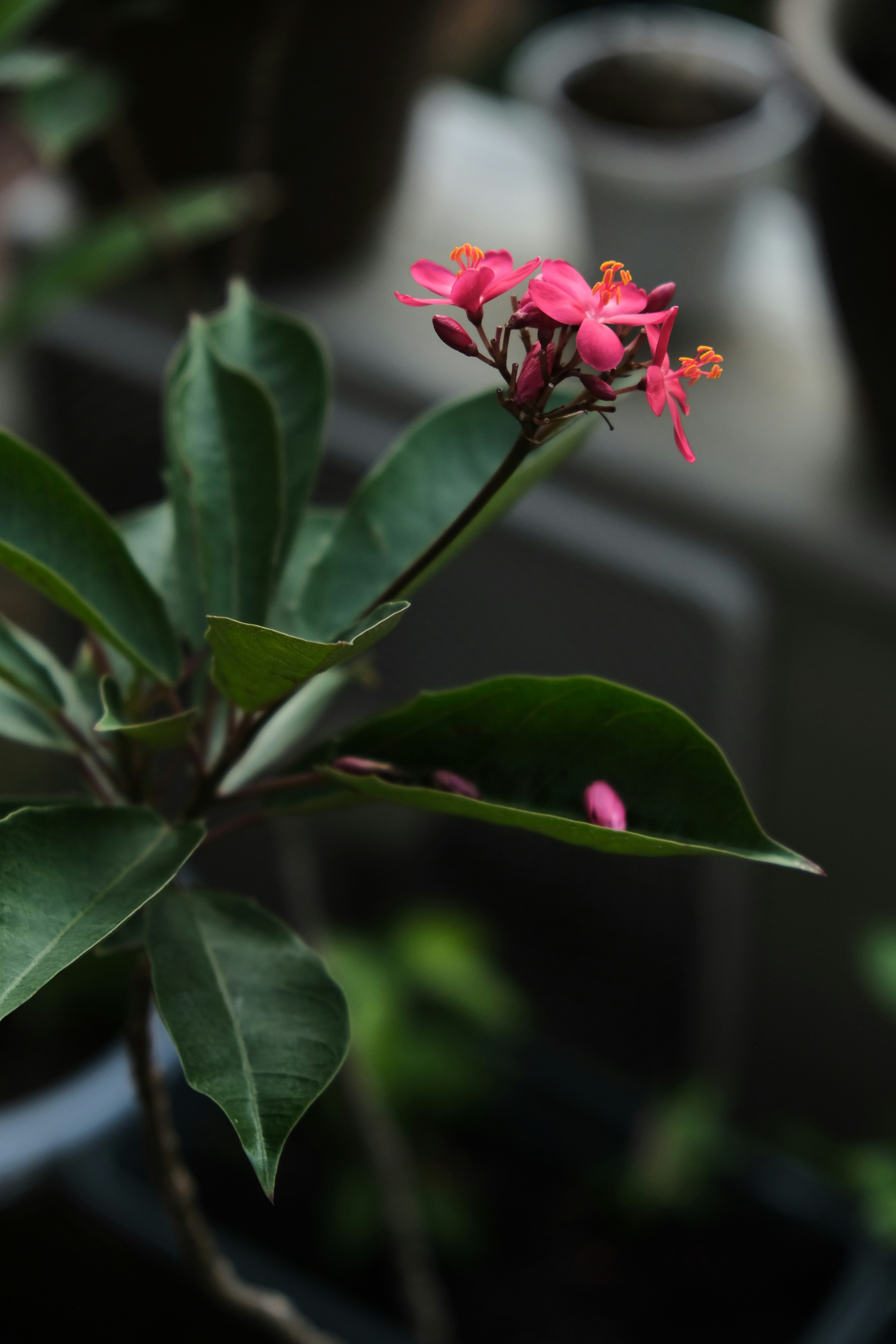 Pink Cluster in Focus: A Delicate Blossom against a Soft-Backlit Kitchen Scene