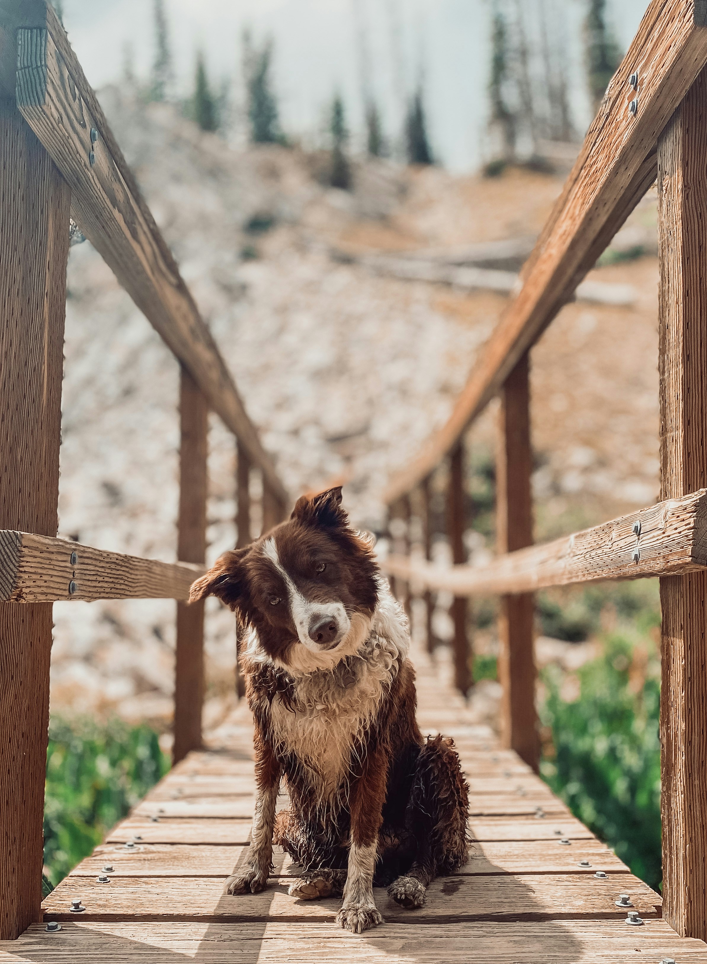 A wet dog sits on a wooden bridge surrounded by natural scenery, capturing a moment of tranquility. The dog's fur glistens in the sunlight.