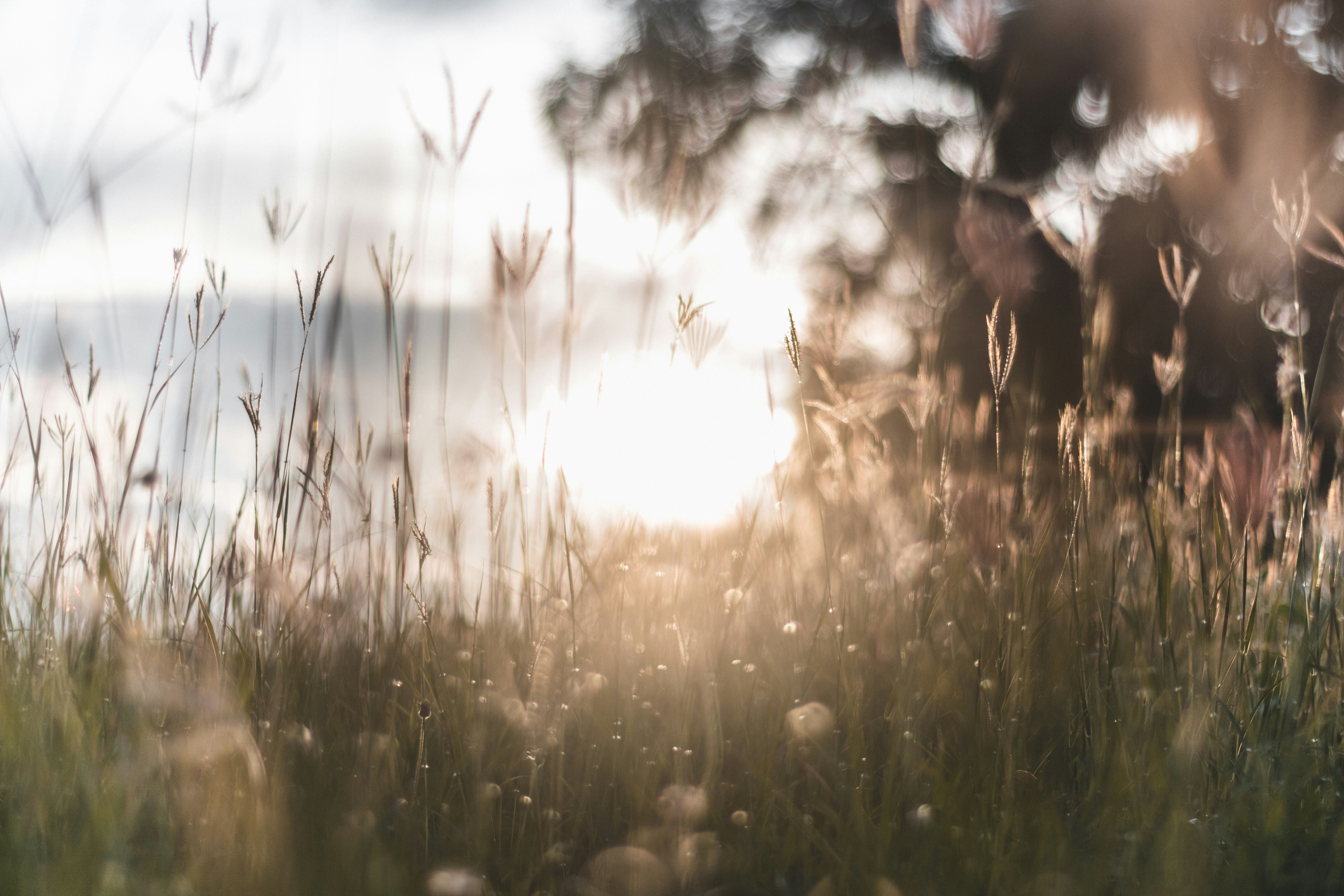 Sunset light filtering through tall grass with a bokeh effect.