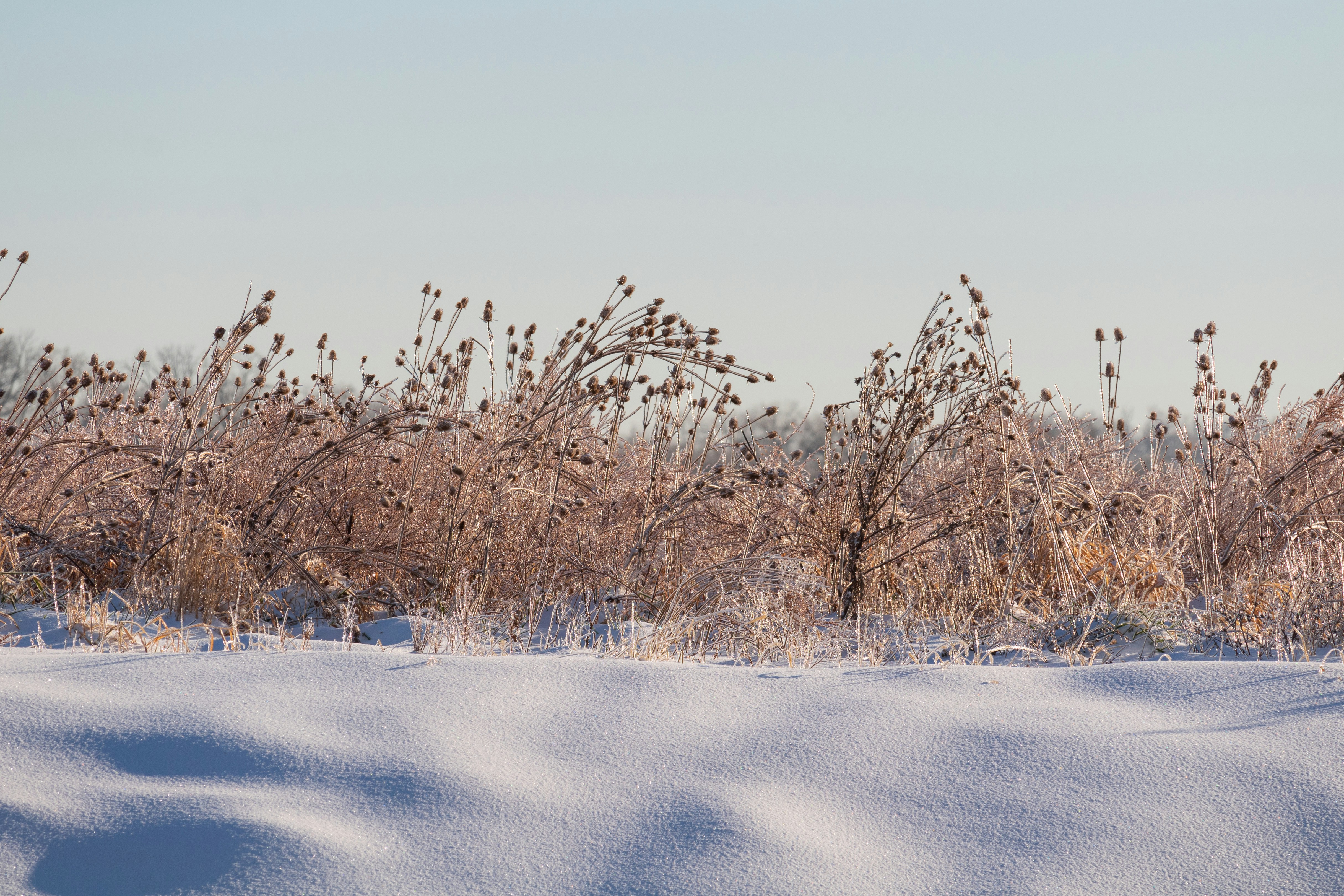 Frost-covered grasses sway gently in a snowy landscape, capturing the serene beauty of winter's embrace.