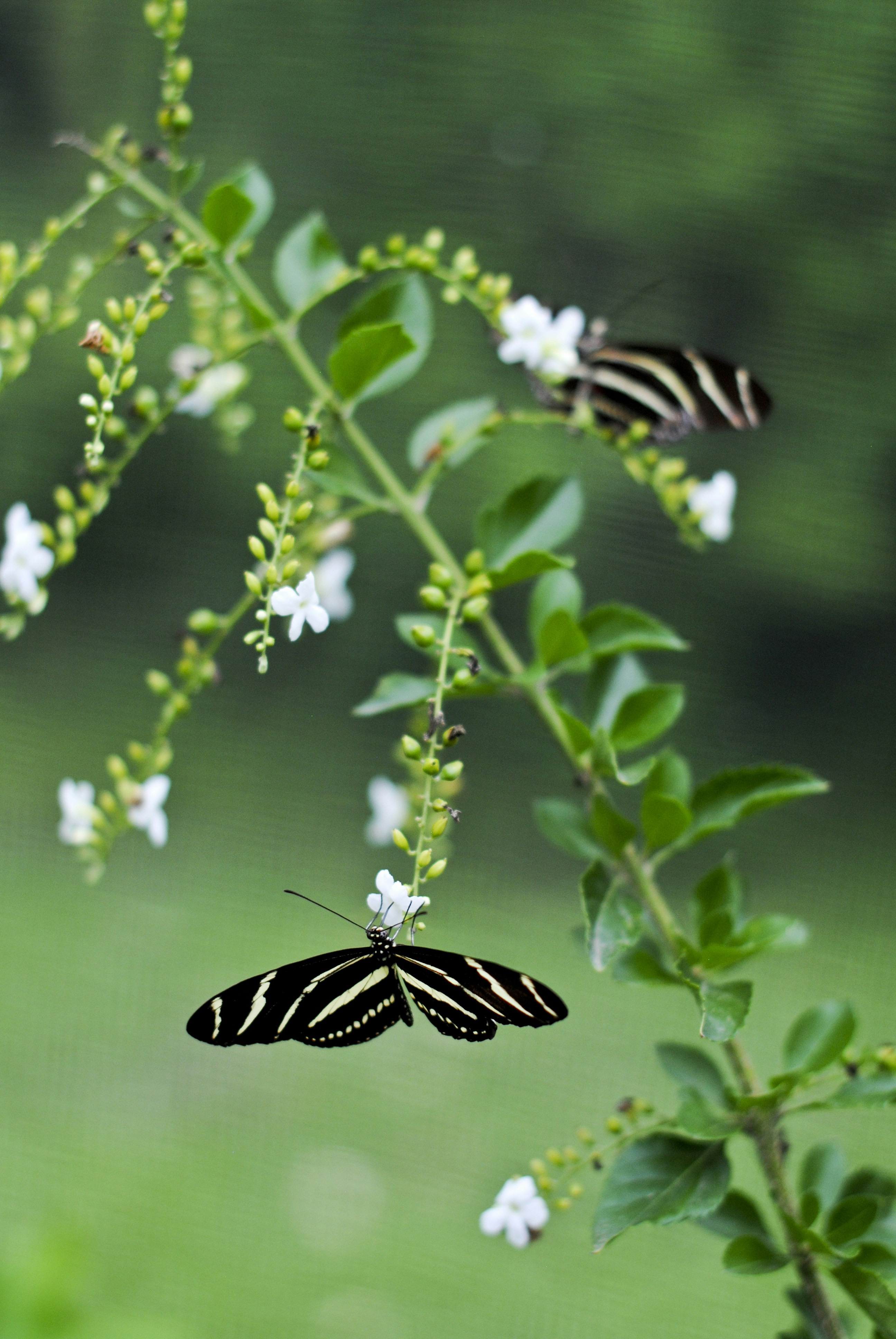 zebra swallowtail butterfly perched on green plant during daytime