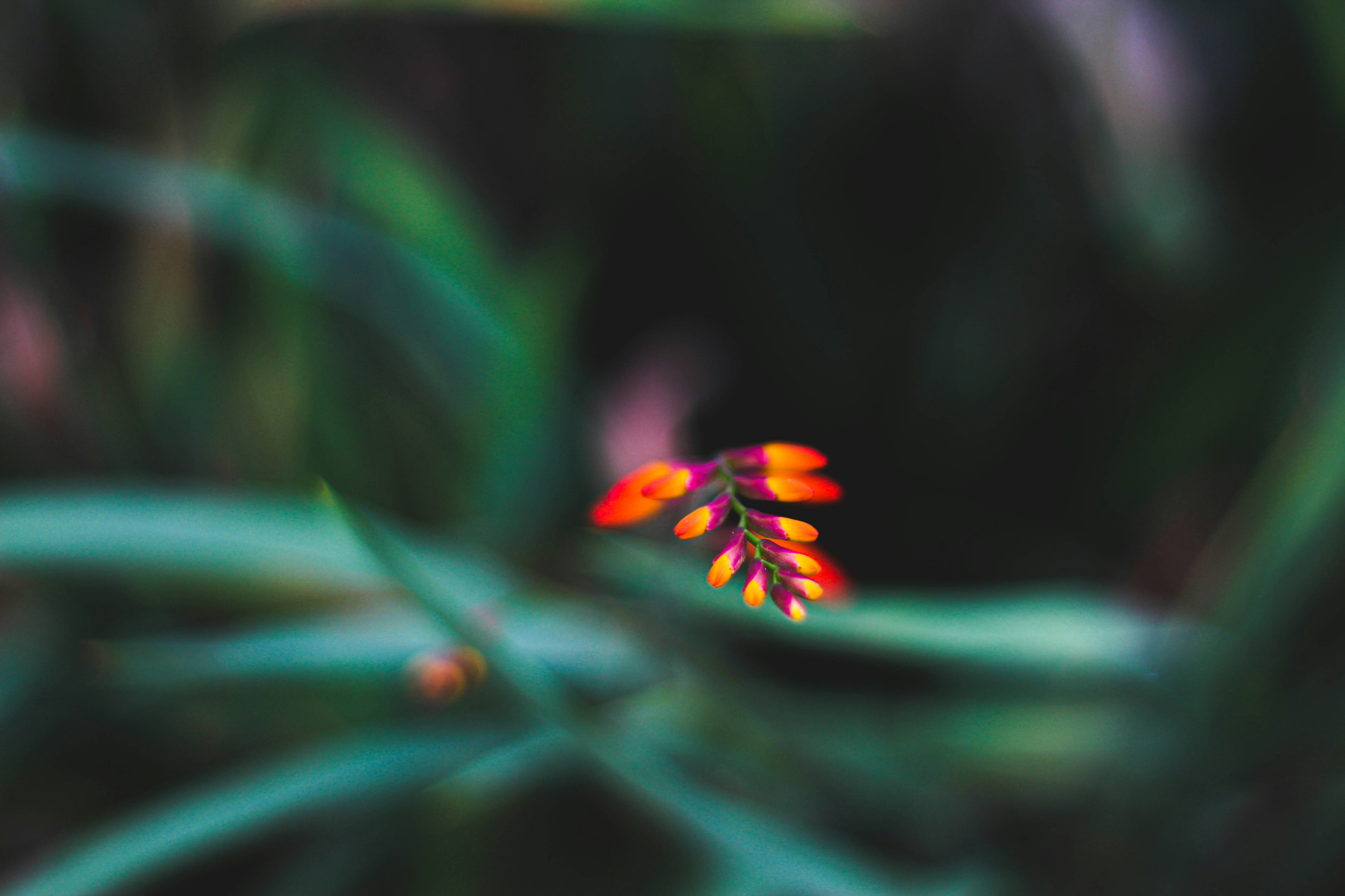 Ember Bloom: A Tiny Flame Amid Velvet Green