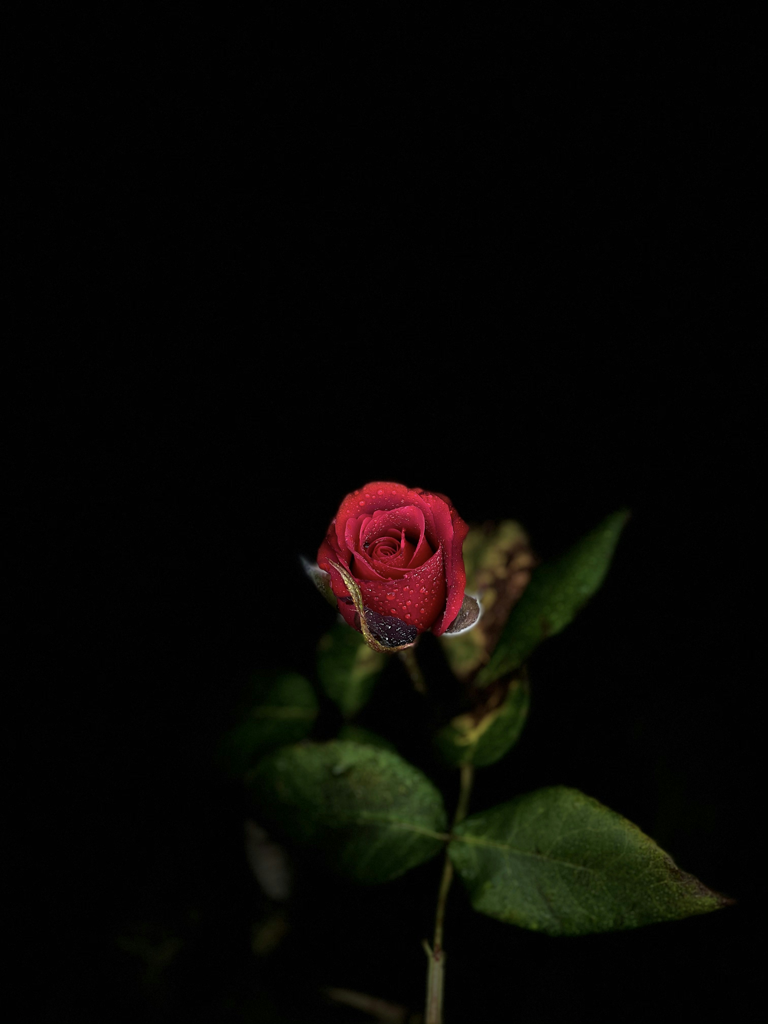 Red rose in dark room photo – Free Flower Image on Unsplash