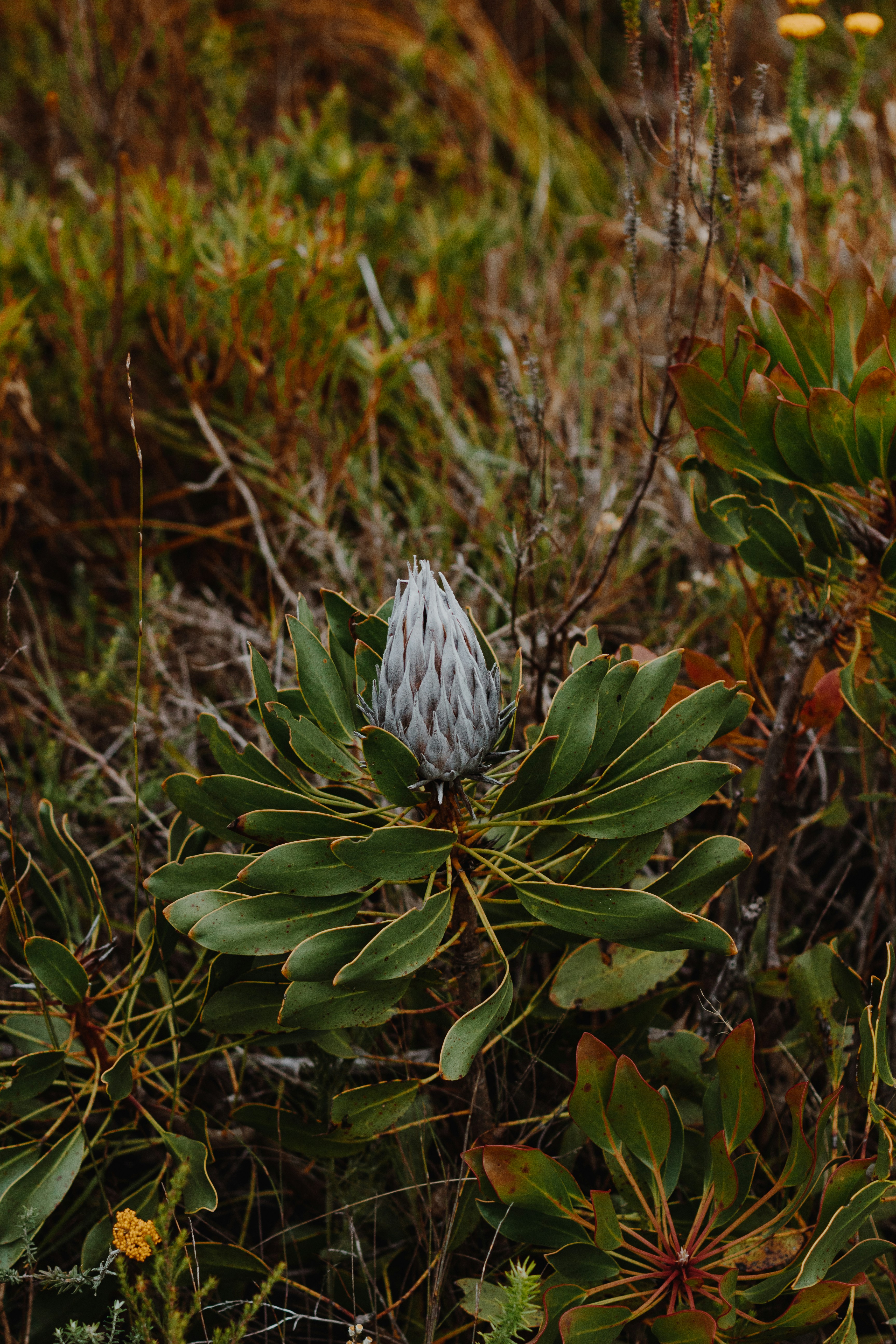 Foto Capullo de flor blanco en fotografía de primer plano – Imagen ...