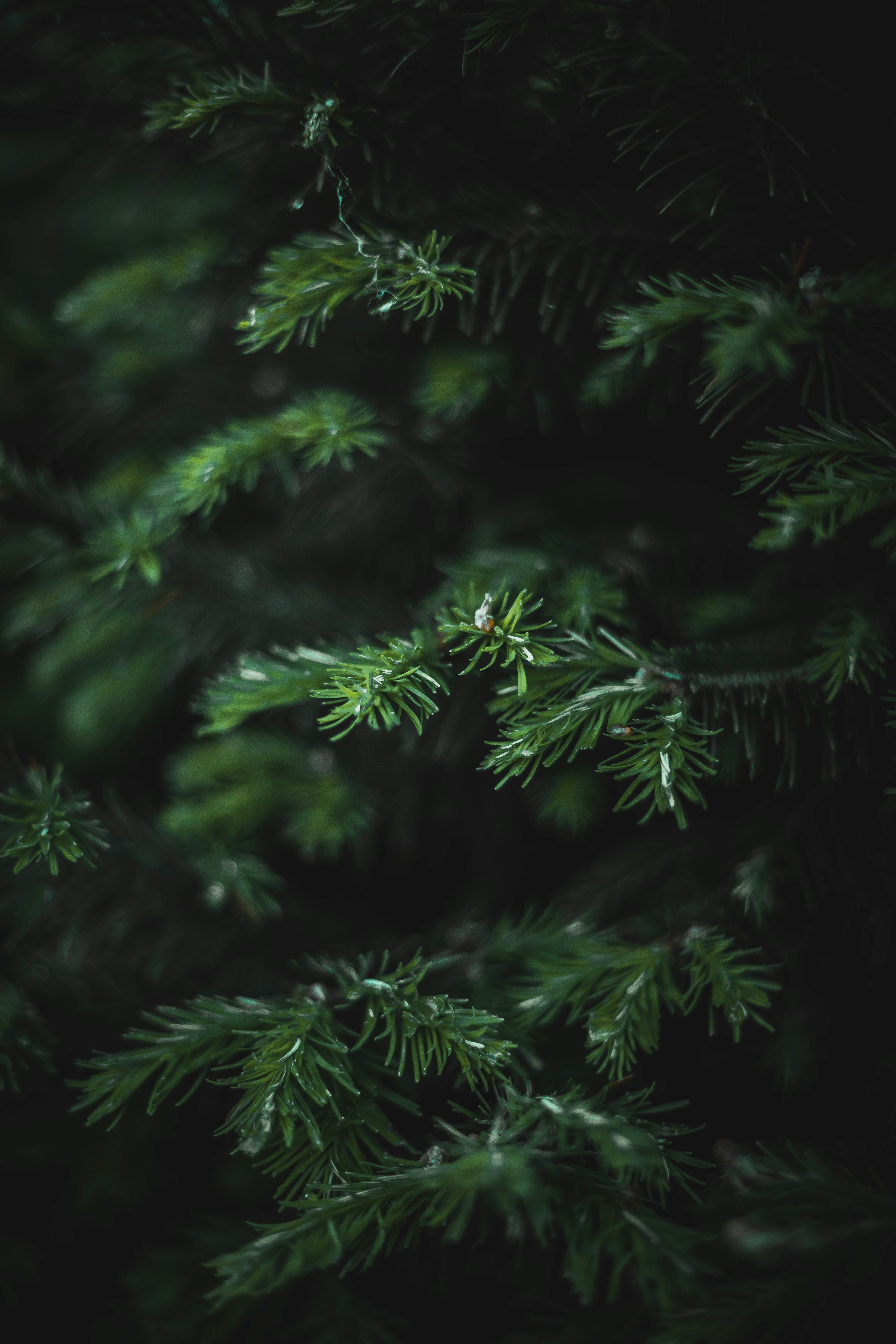 Close-up of vibrant green pine needles against a dark backdrop, showcasing the intricate details of nature's texture.