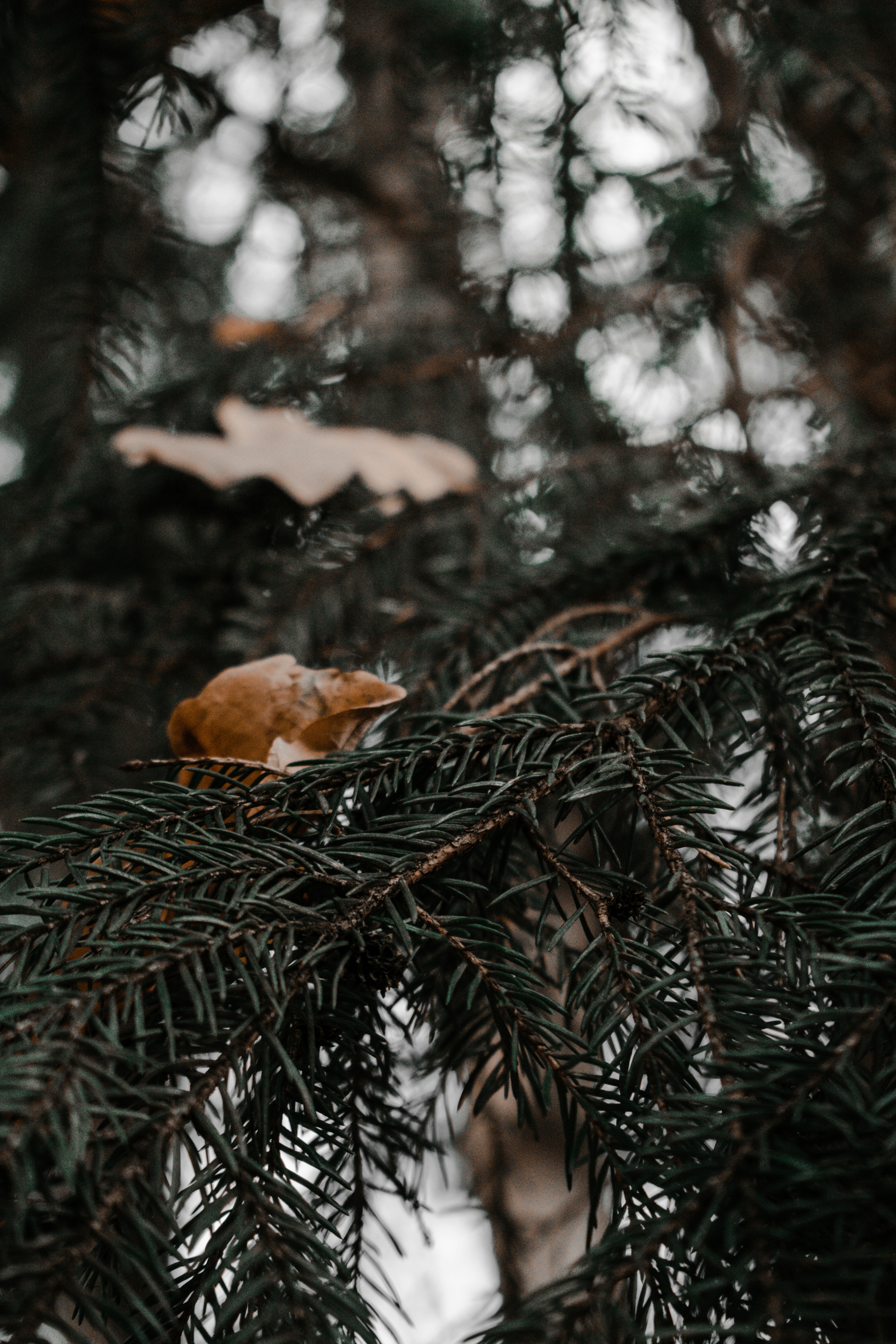 Lone Brown Cap on Velvet Pine Needles in Winter Light