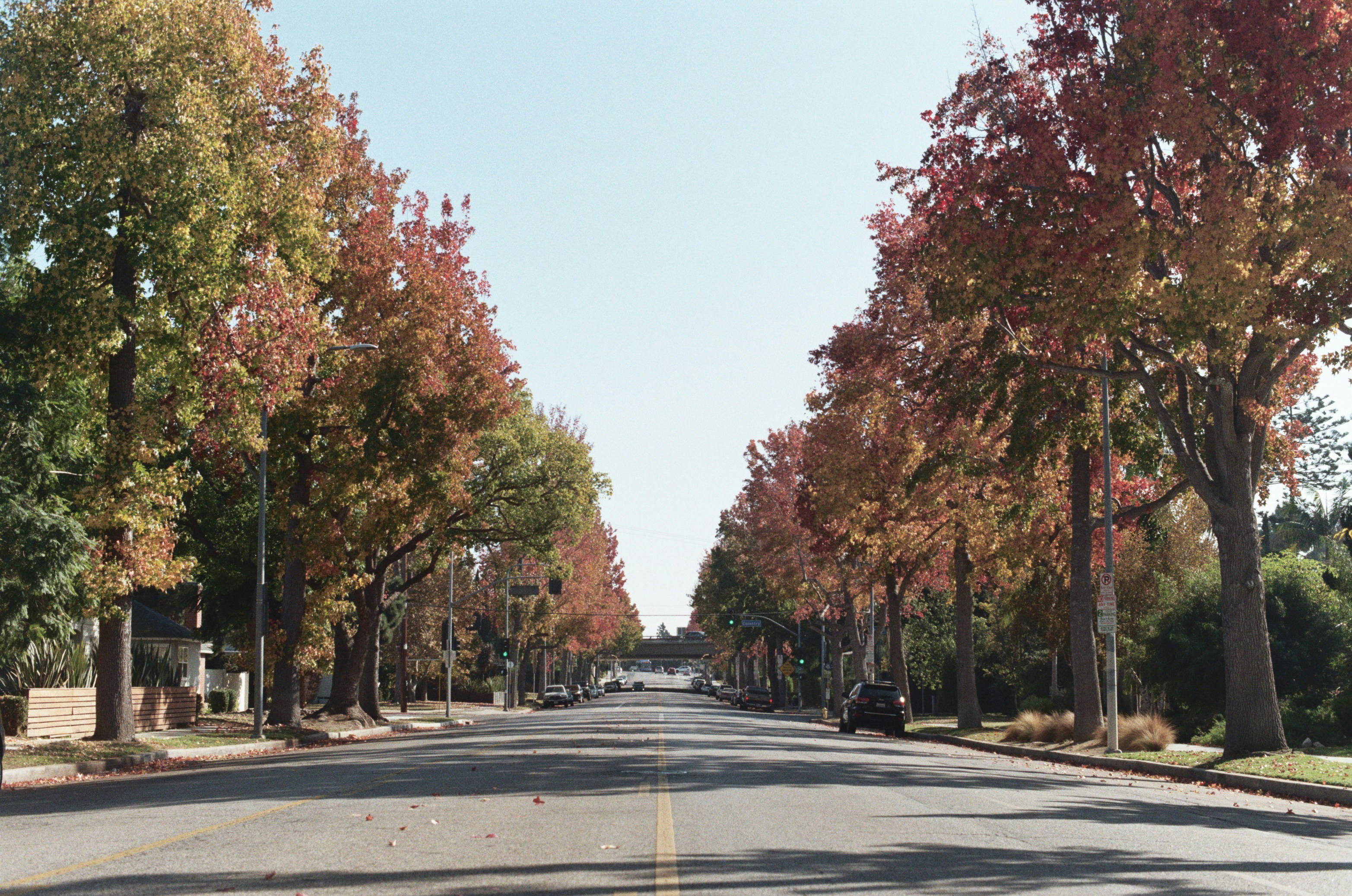 A serene street lined with vibrant autumn trees showcasing shades of red and gold, leading towards a distant intersection.