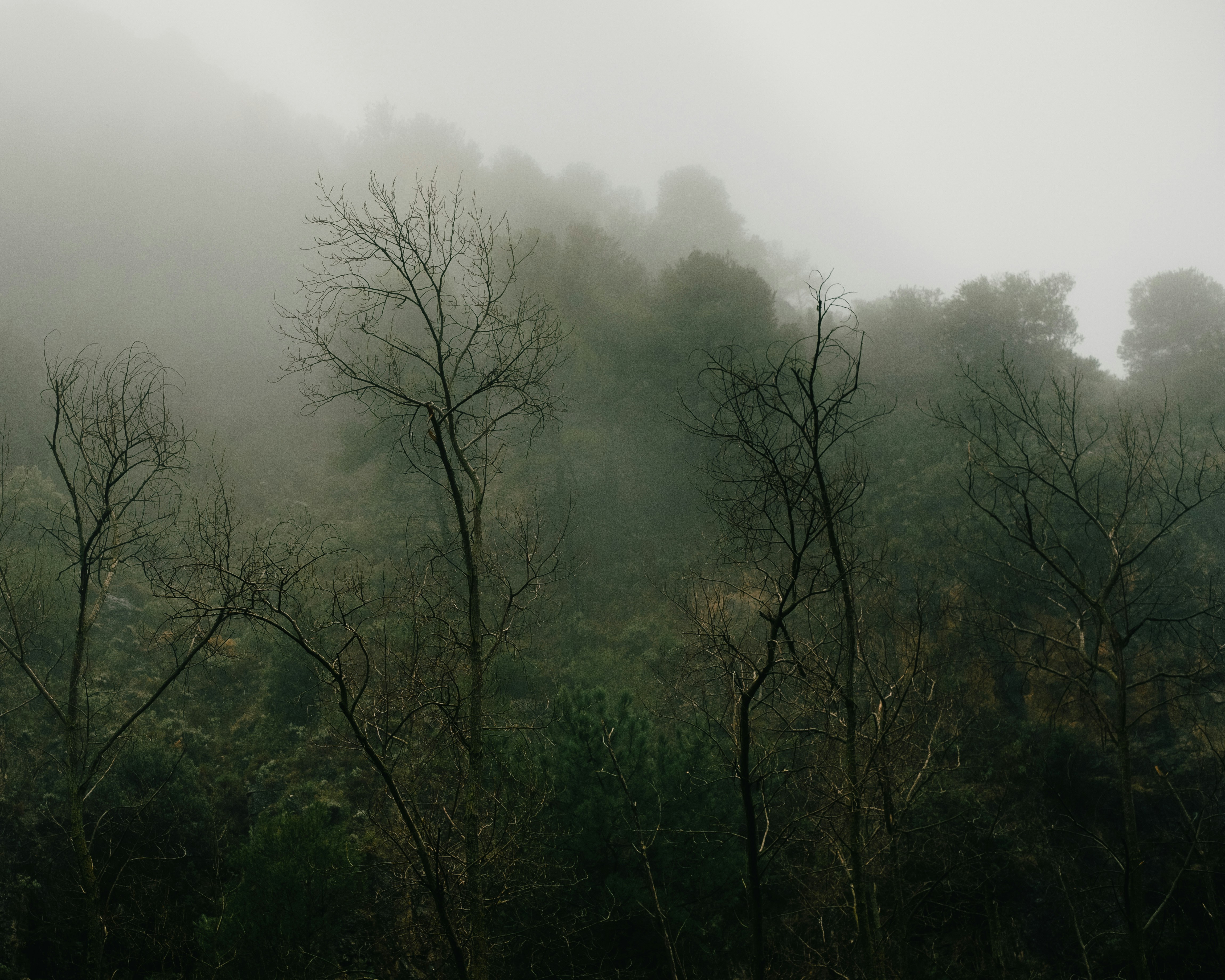 Bare trees emerge from a dense fog, revealing the mysterious contours of a lush hillside. The atmosphere evokes a sense of tranquility and solitude.