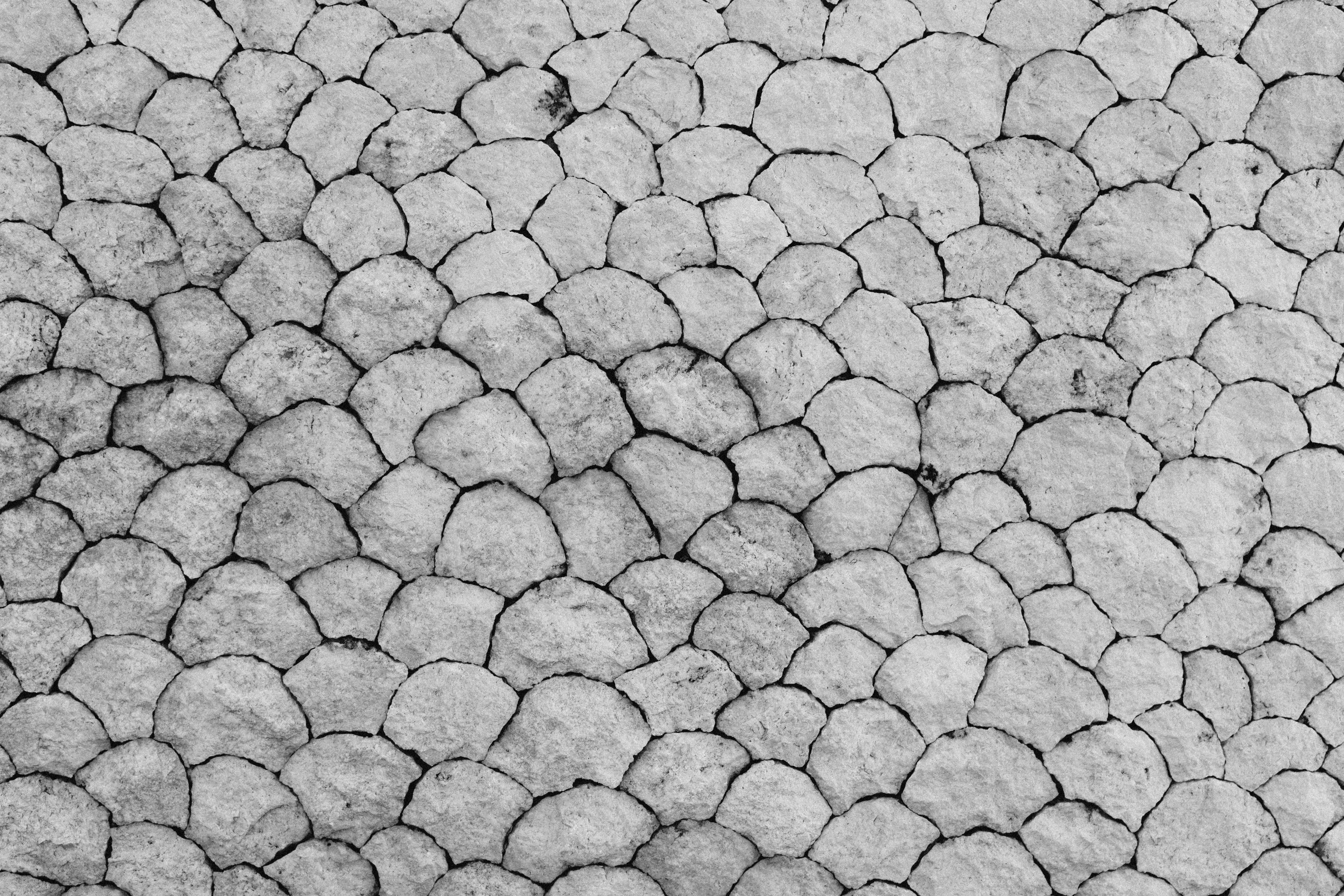 Scales Texture Pictures | Download Free Images on Unsplash
