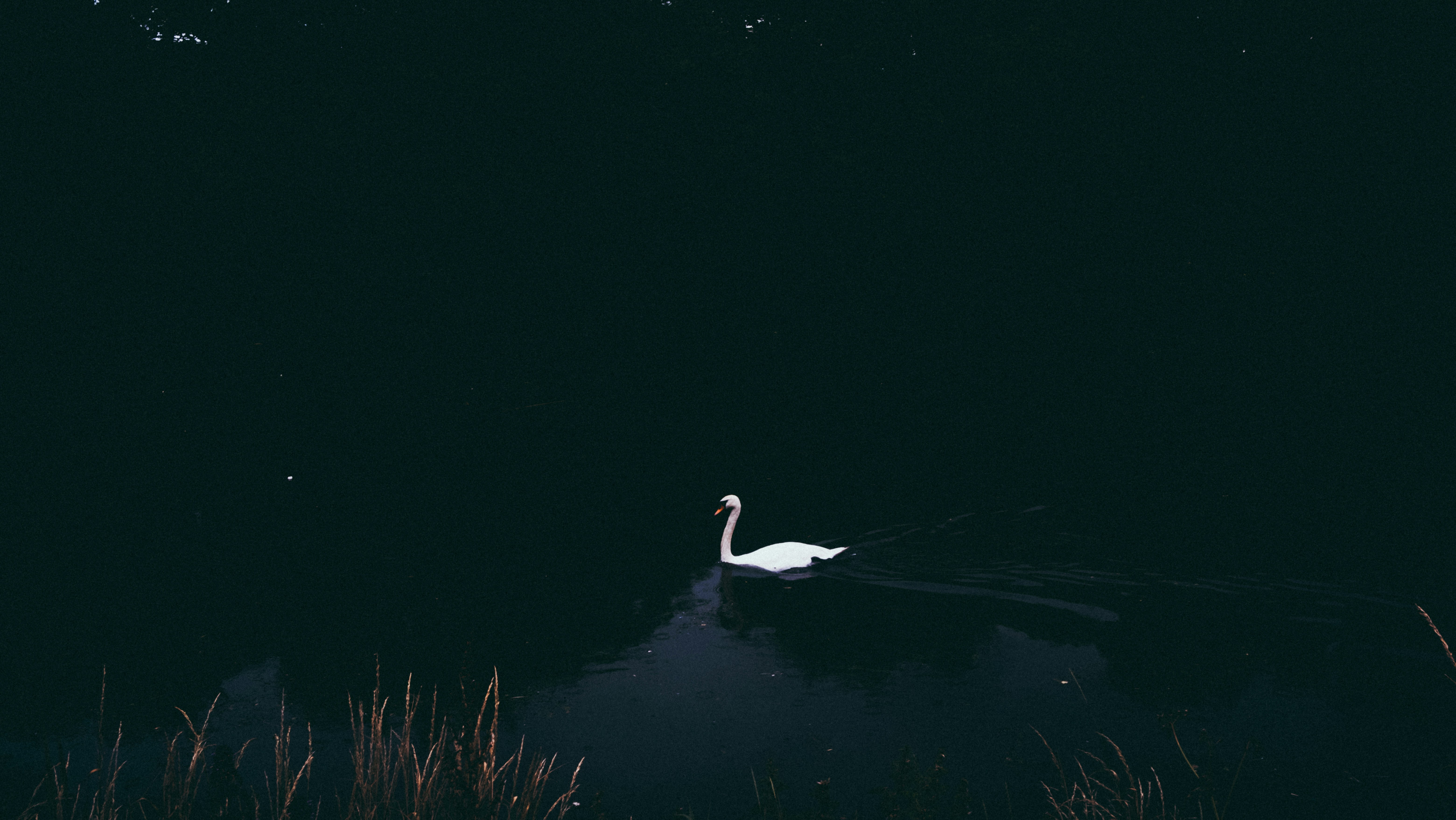 Whispering Swan on an Inky Pond