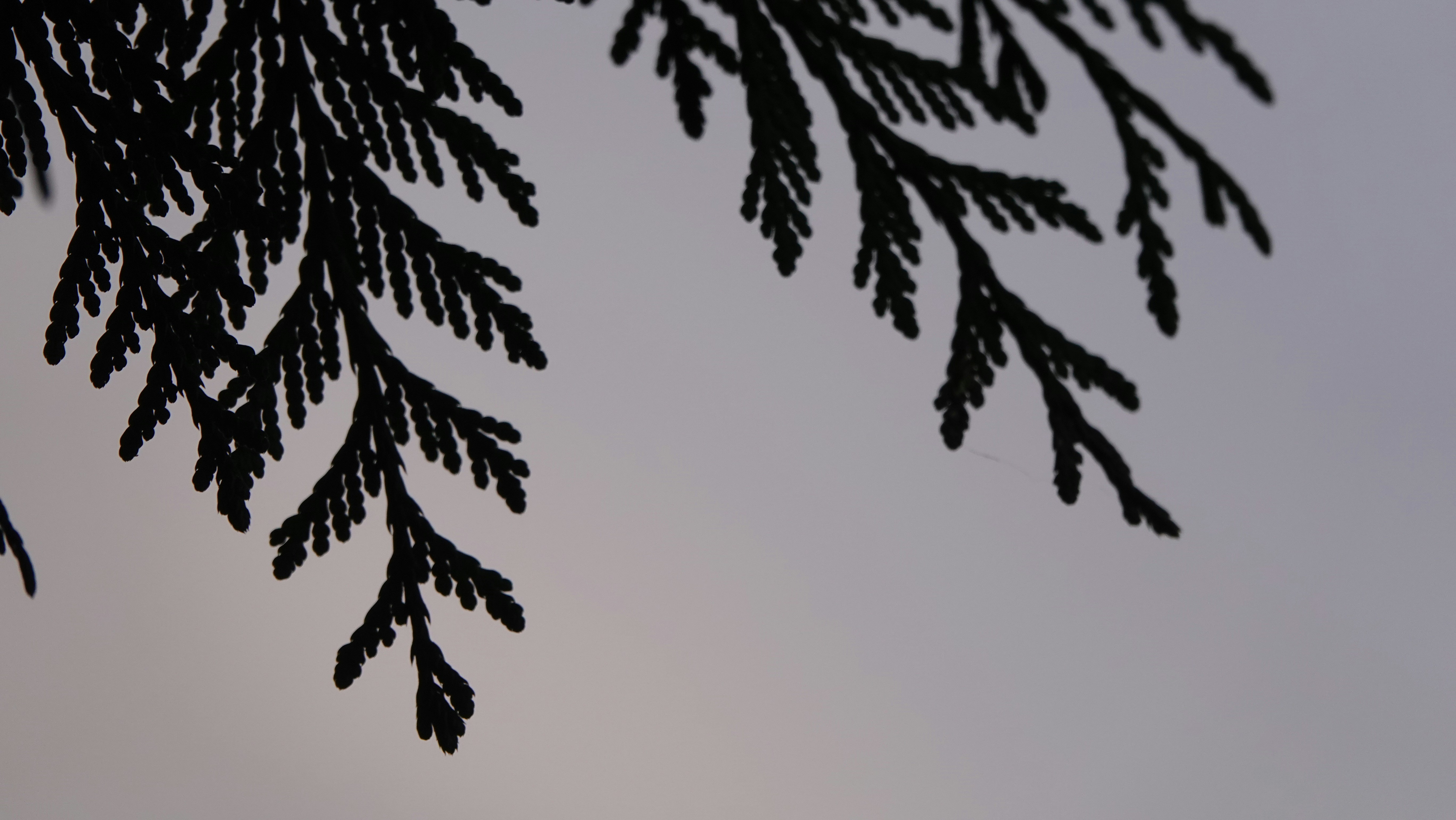 Silhouette of incense cedar branches set against a soft, twilight sky.