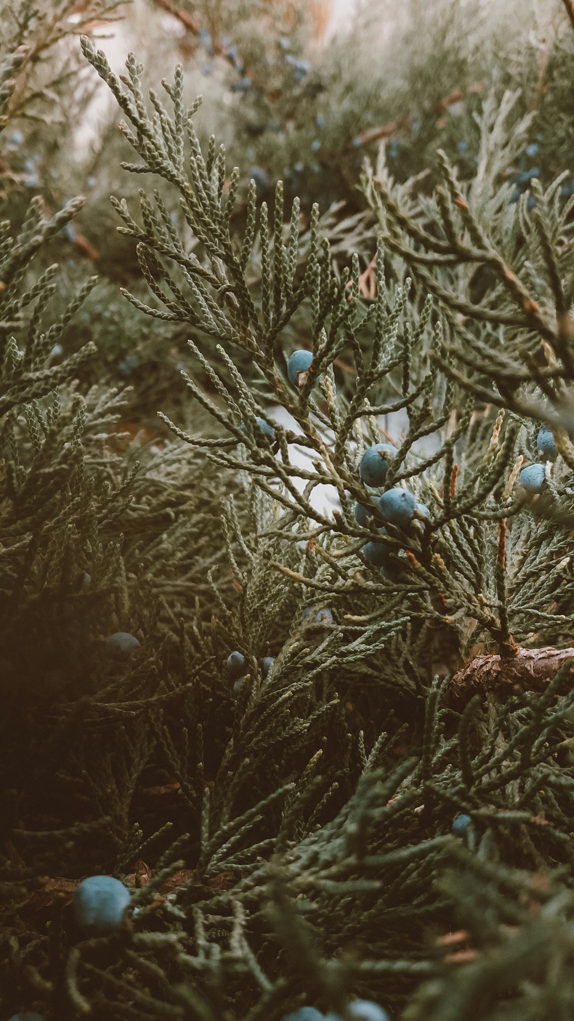 Blue berries among evergreen fronds in a moody close-up