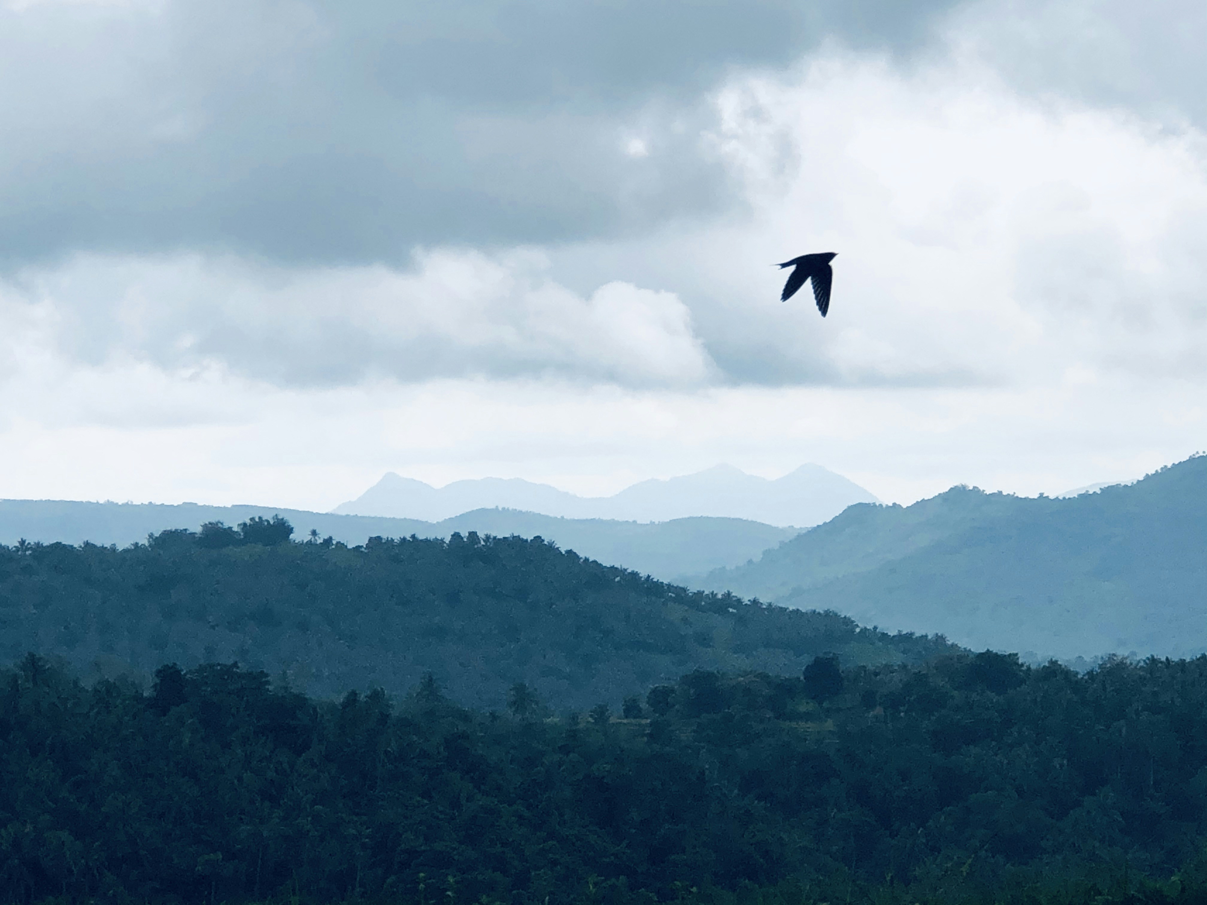 Bird soaring above lush green hills under a cloudy sky.
