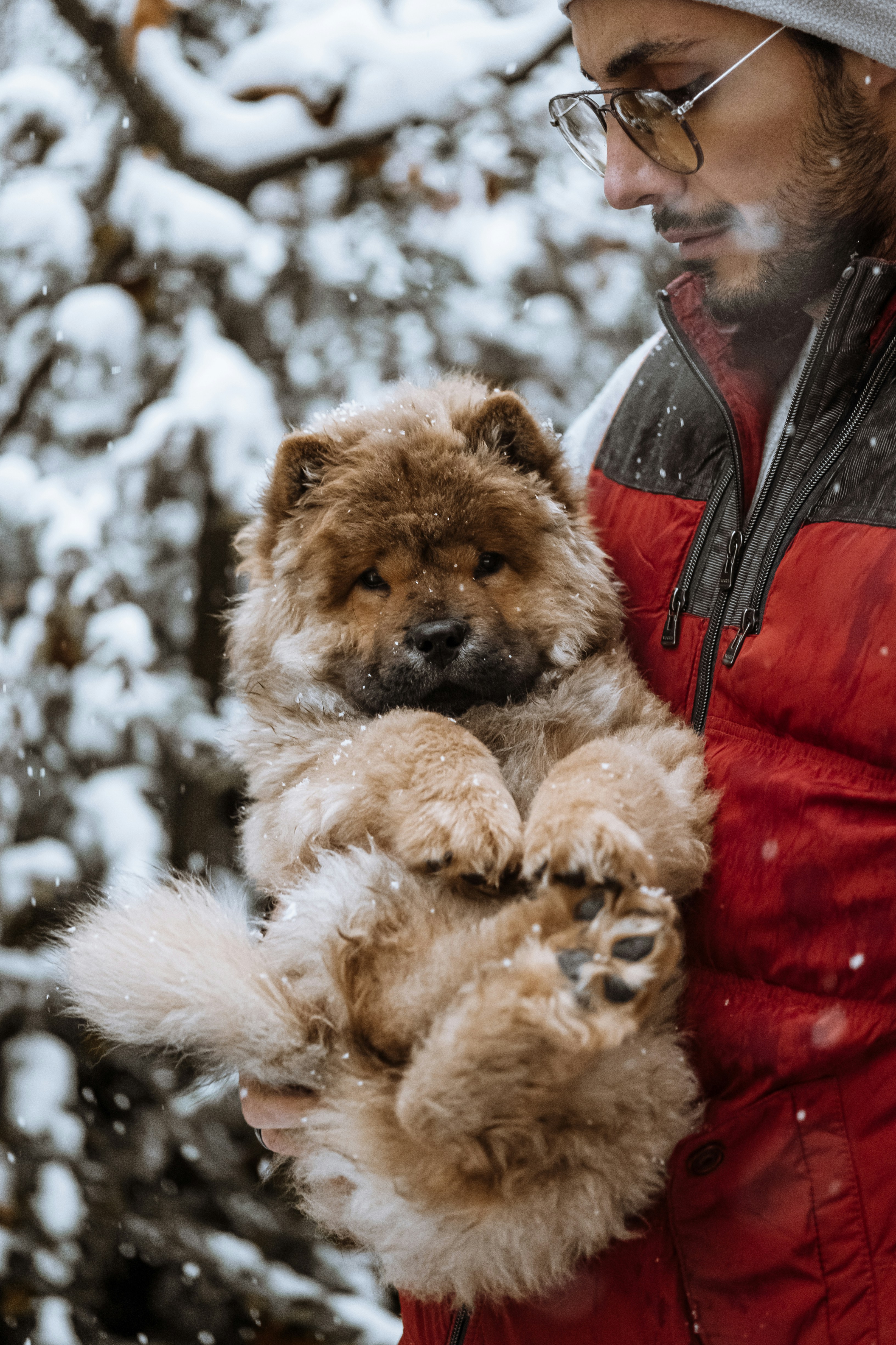 A person holds a fluffy Chow Chow puppy amidst a snowy backdrop, capturing a warm and tender moment in winter. The scene conveys a sense of companionship and joy.