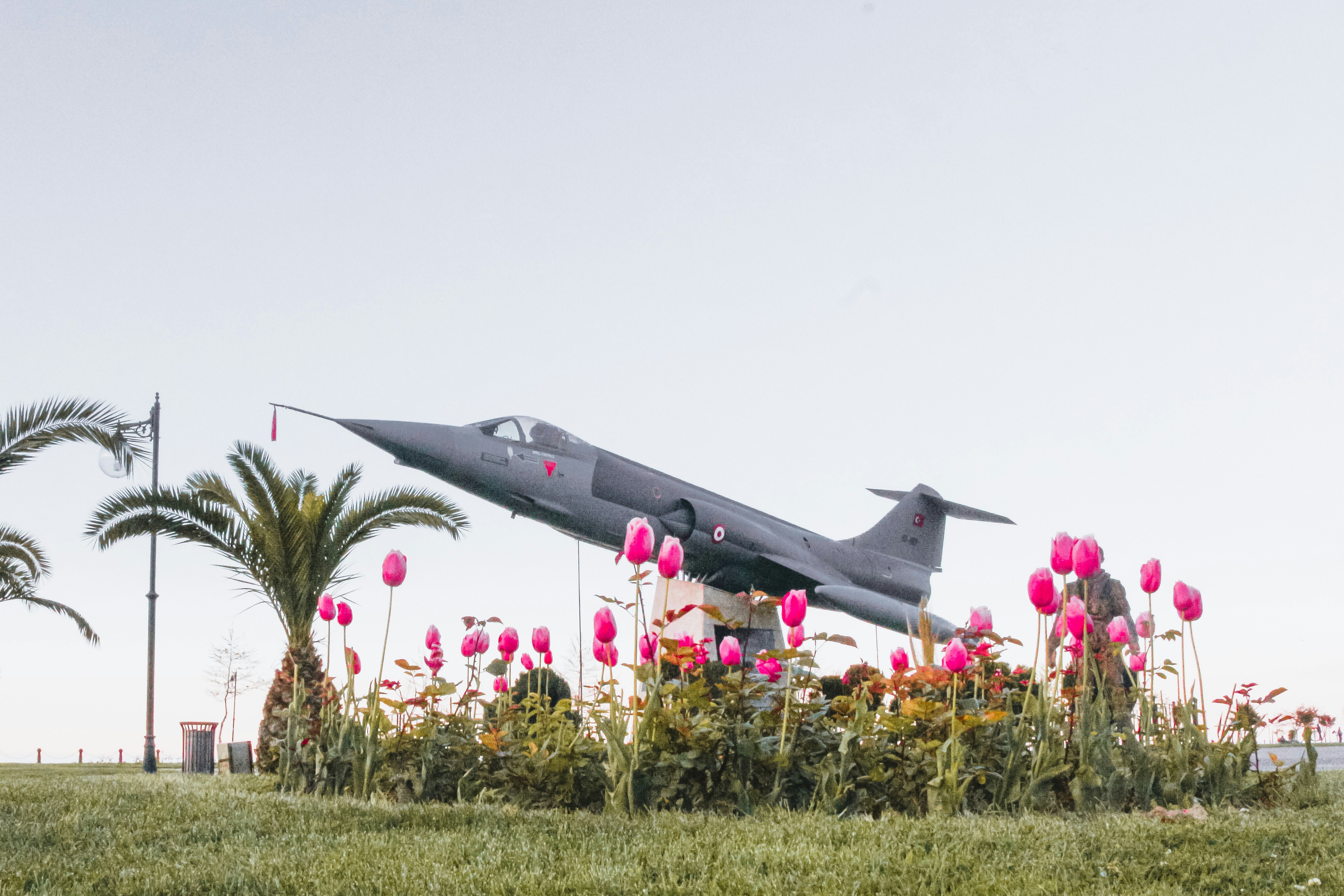 A jet aircraft displayed amidst vibrant pink flowers and palm trees under a clear sky.