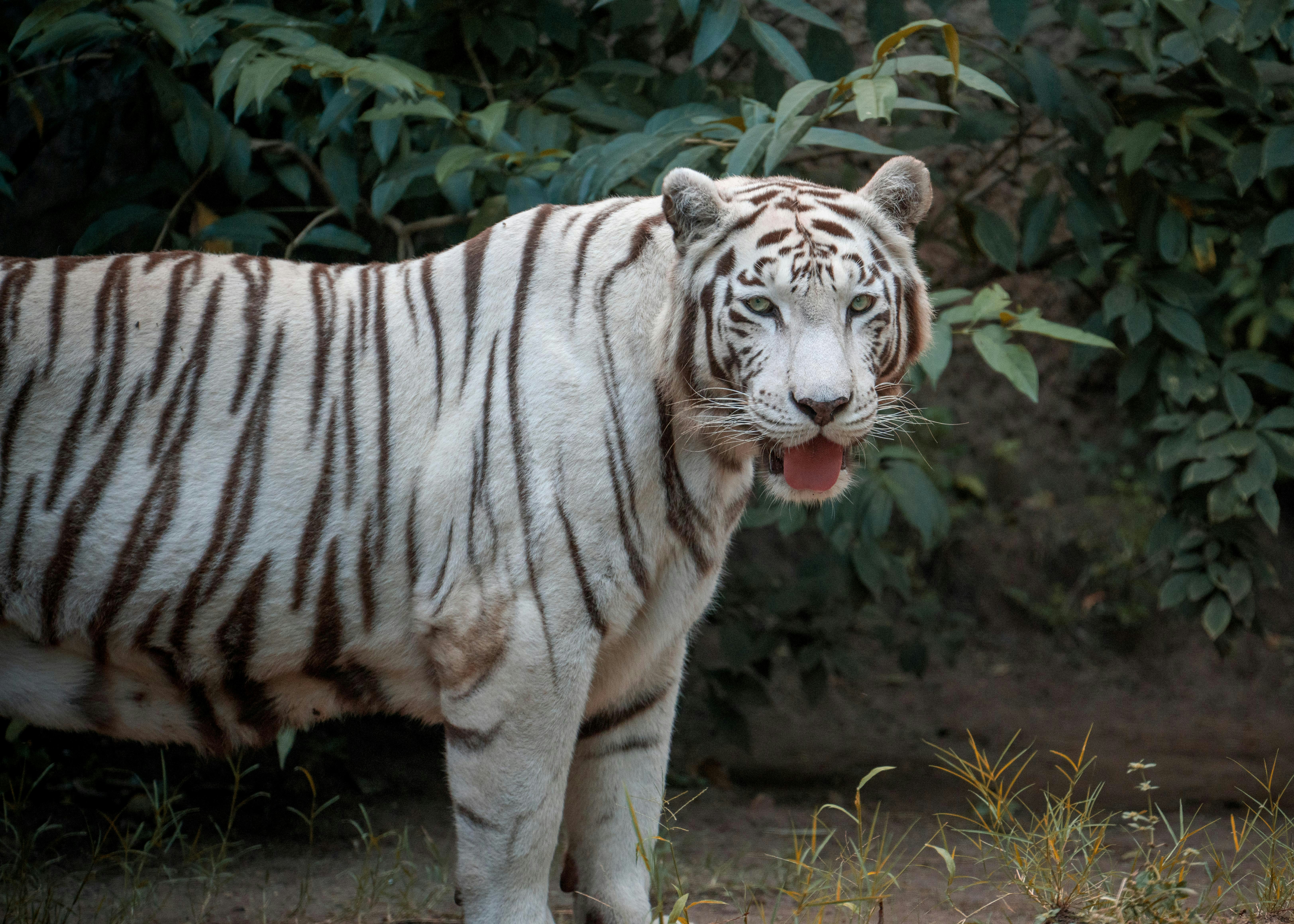 Walking Tiger White Background