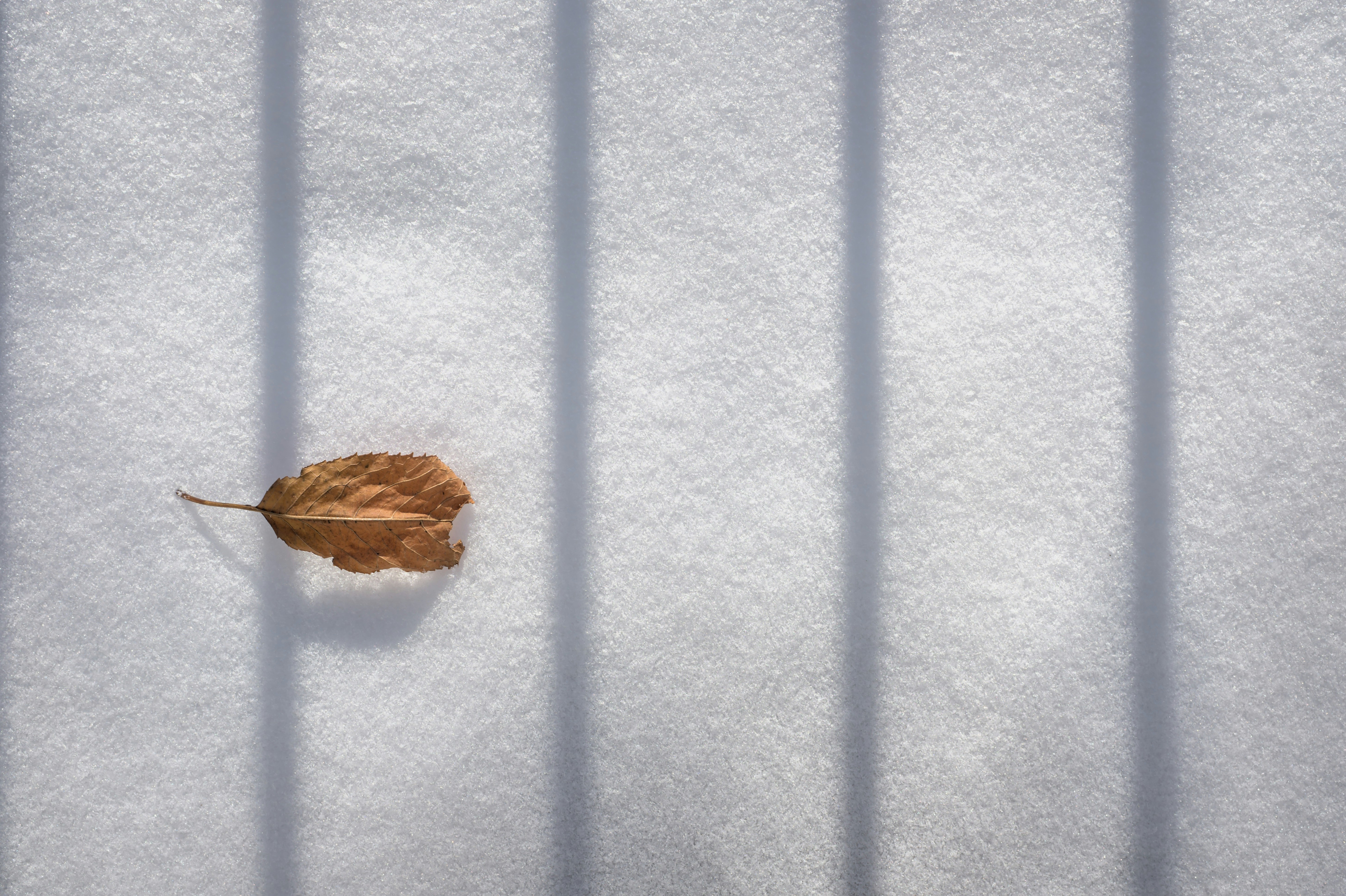A Single Brown Leaf on Fresh White Snow With Vertical Shadows - A lone, brown leaf rests on a bed of freshly fallen snow. The leaf is partially obscured by vertical shadows cast by an overhead railing. The snow is pristine and white, providing a stark contrast to the leaf.