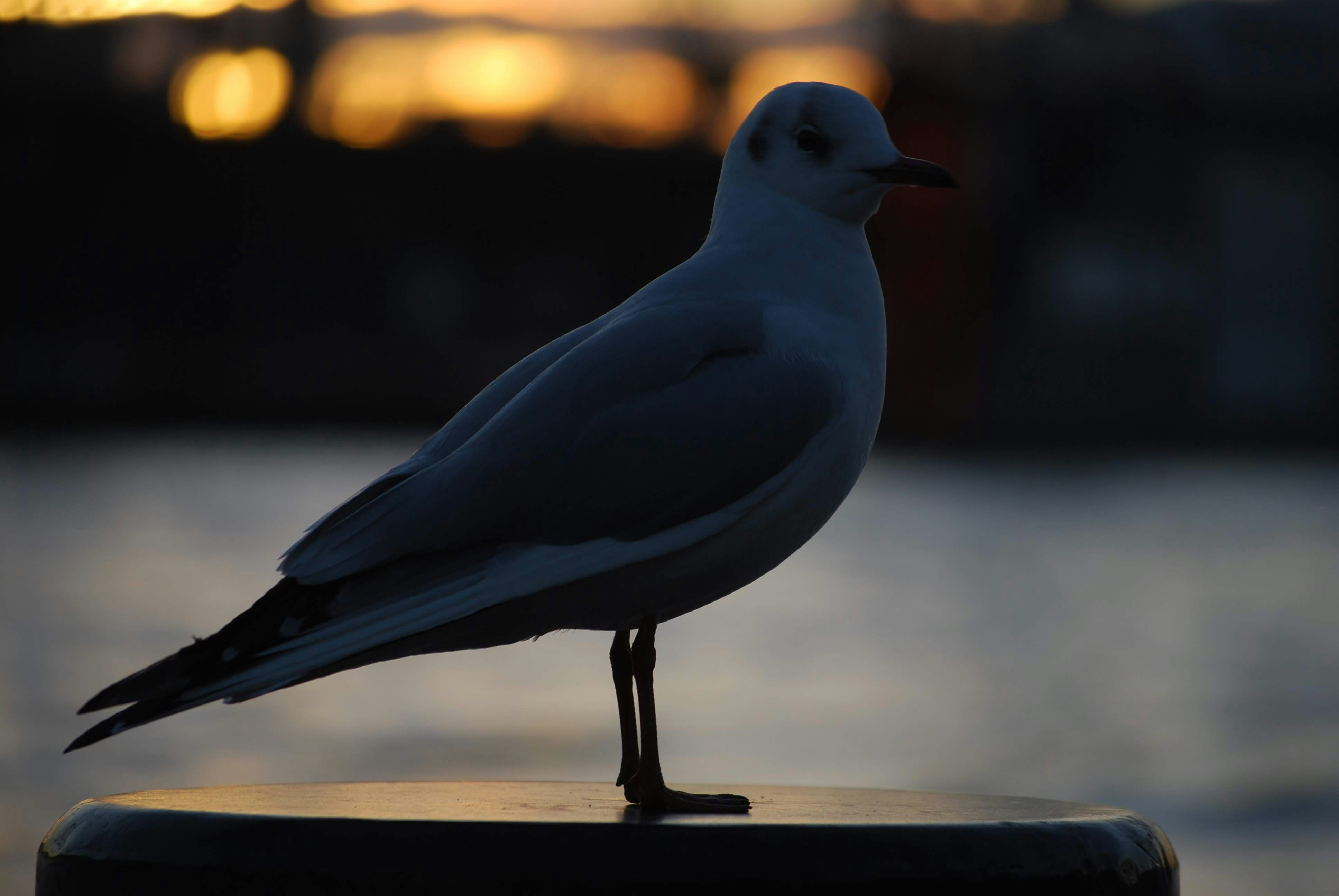A solitary seagull perched on a post, silhouetted against a vibrant sunset backdrop. The calm water reflects the warm hues of the evening sky.
